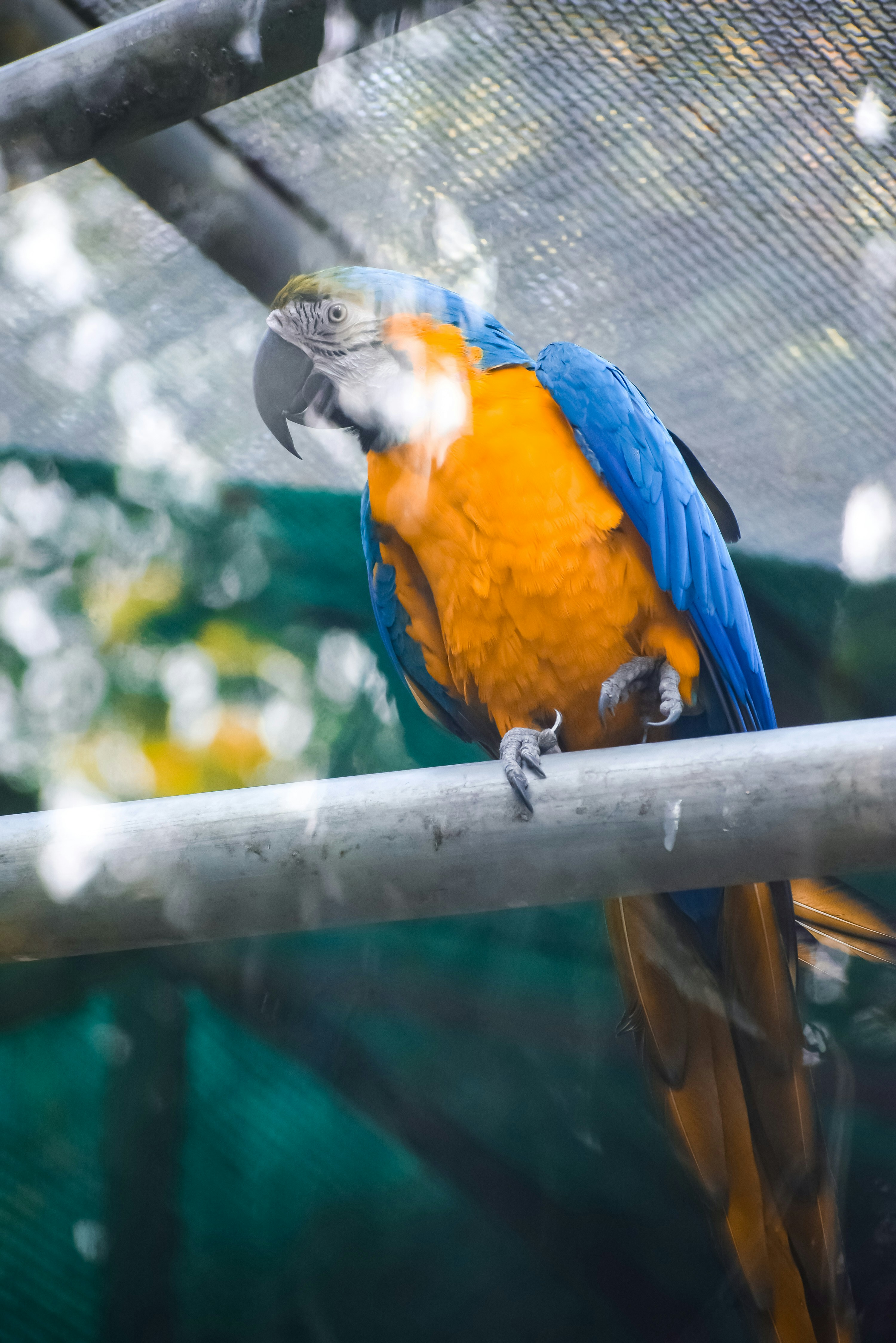 Azure-amber Macaw Perched on a Weathered Pipe Beneath a Cage Mesh