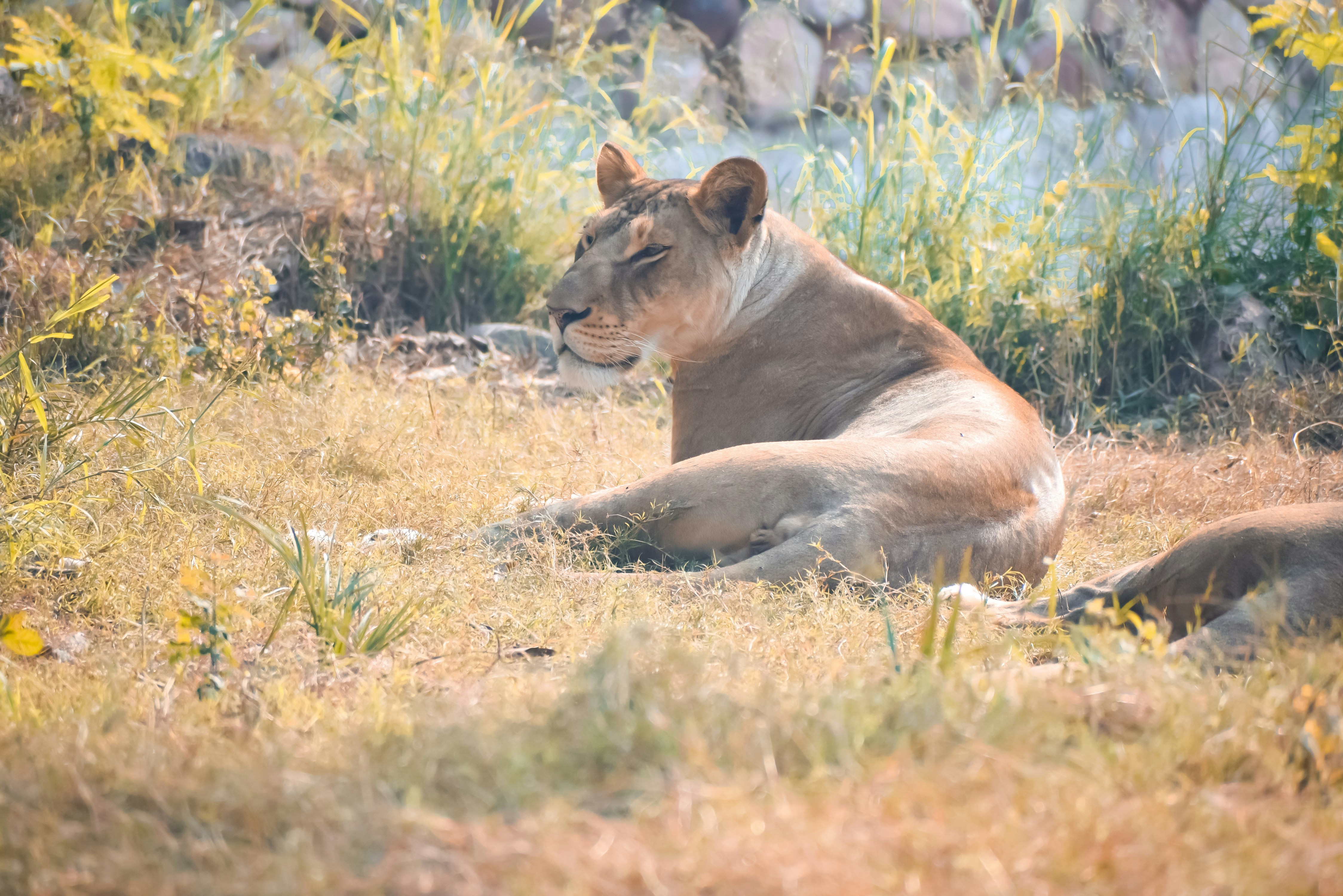Sundrenched Rest: A lioness lounges in the wild grass
