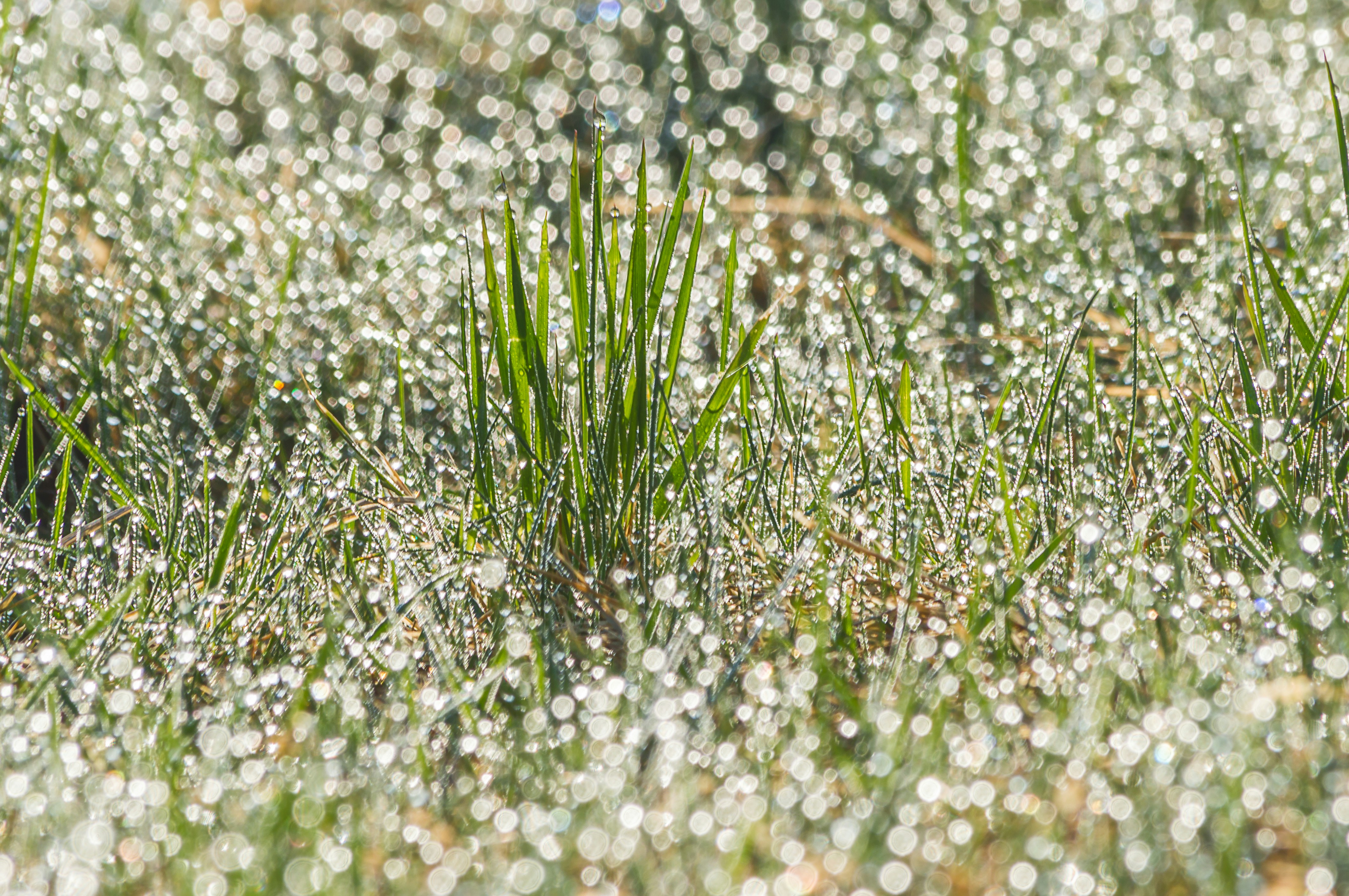 Dew-Glinted Blades: A Macro Moment in Morning Light