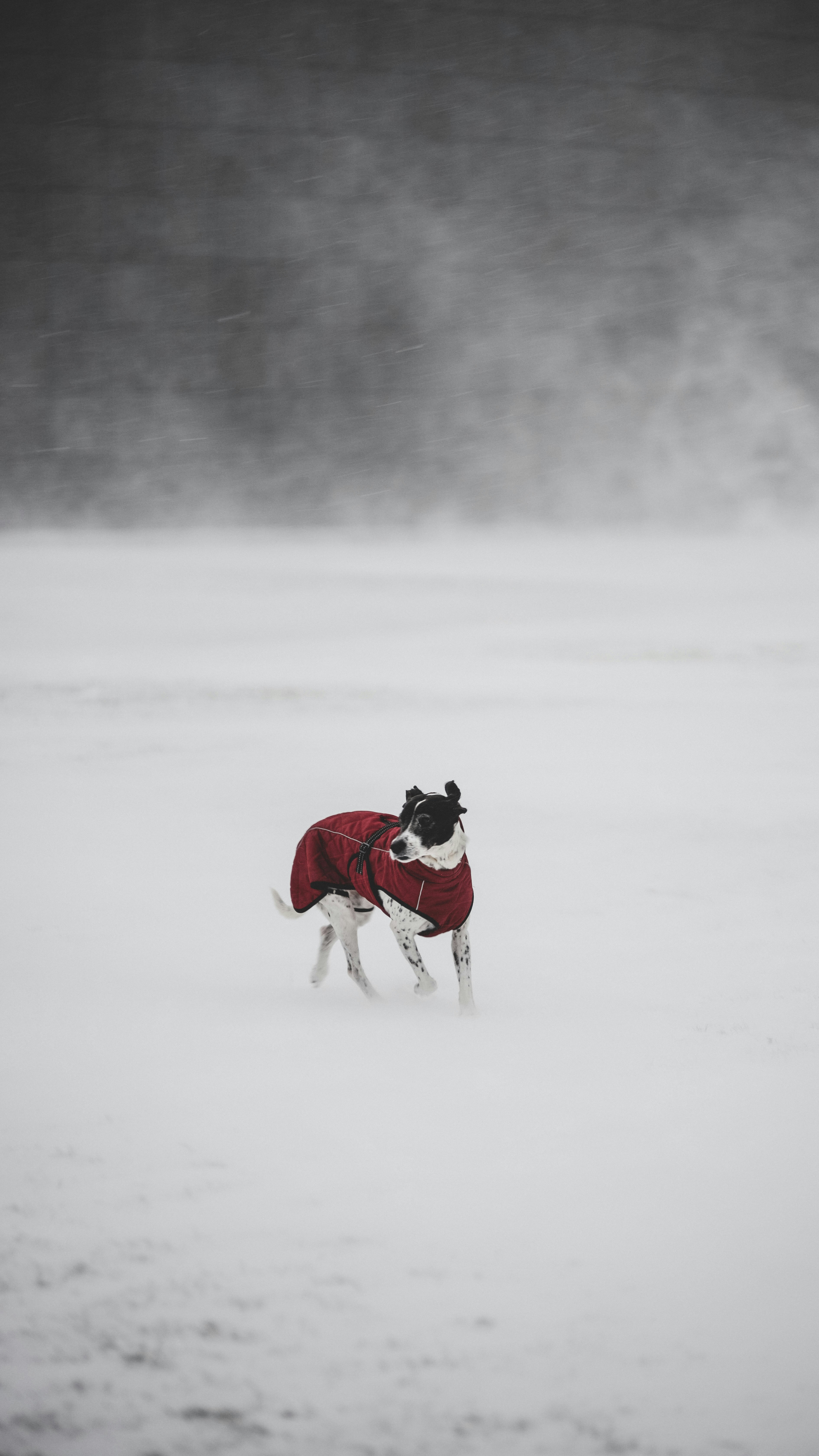 A playful dog in a red coat frolics through a snowy landscape, showcasing its joy amidst the winter weather.