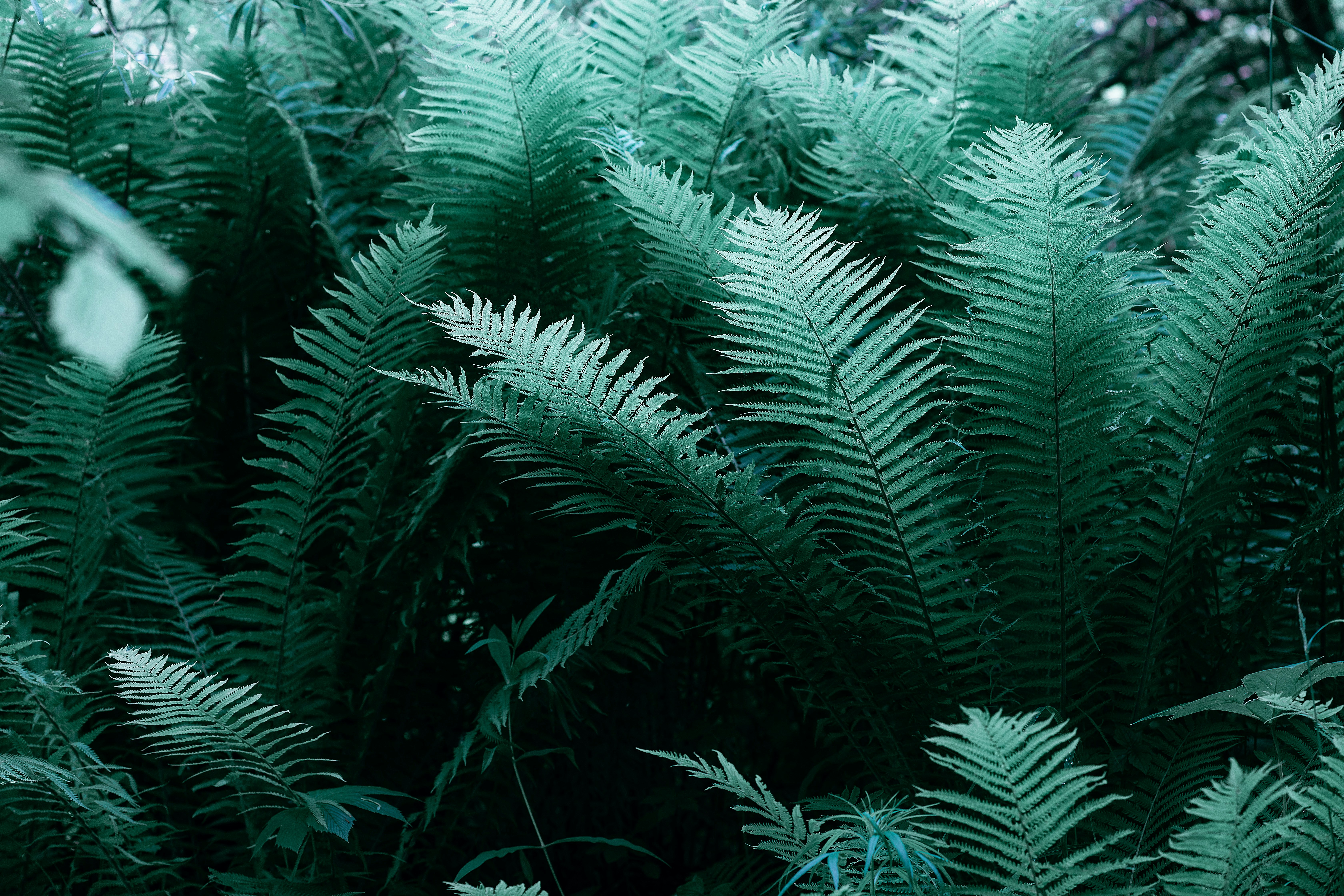 A dense cluster of ferns showcasing intricate leaf patterns and vibrant green hues, creating a serene natural backdrop.