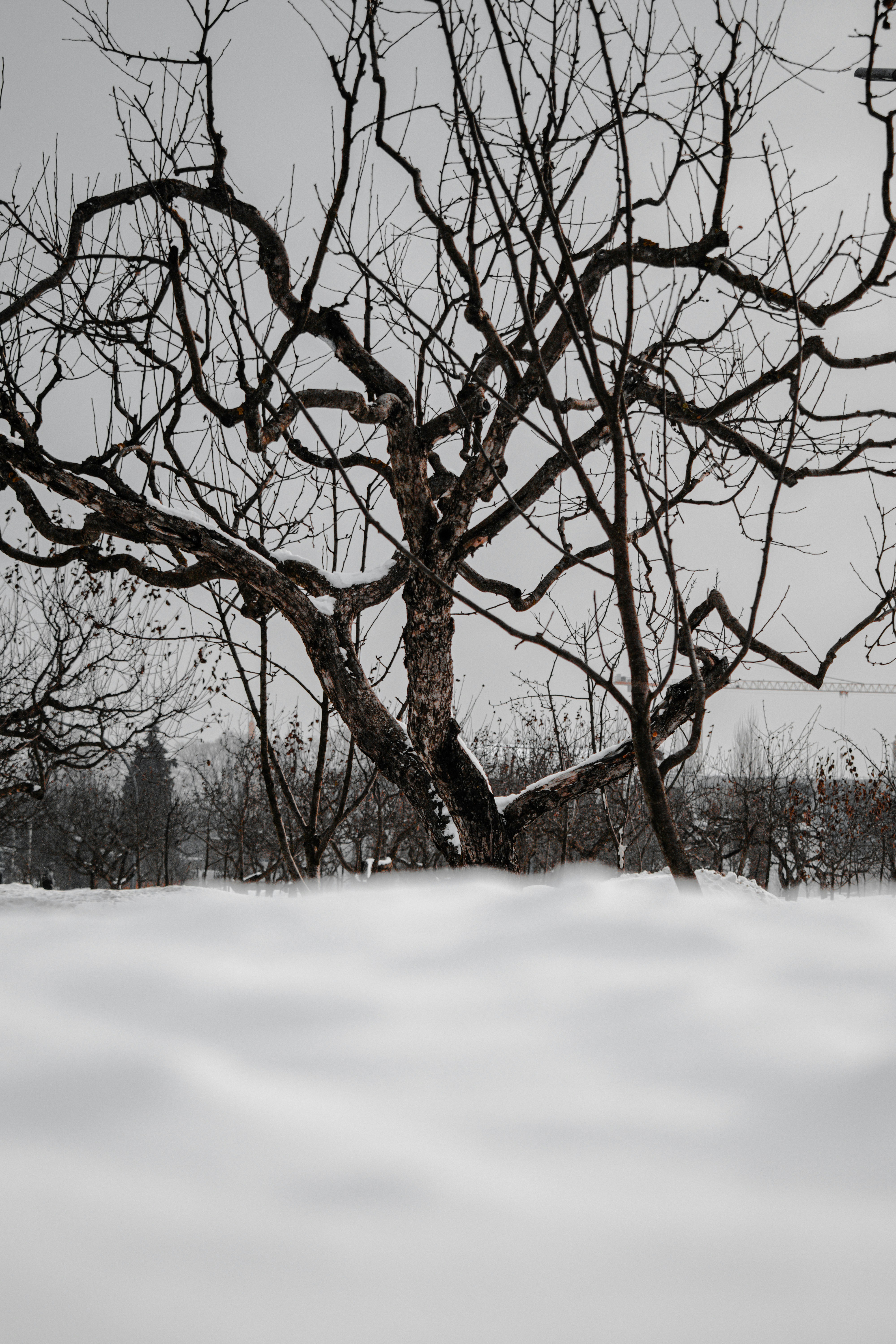 Bare tree branches stretch against a gray sky, partially obscured by a blanket of snow. The scene evokes a serene winter landscape.