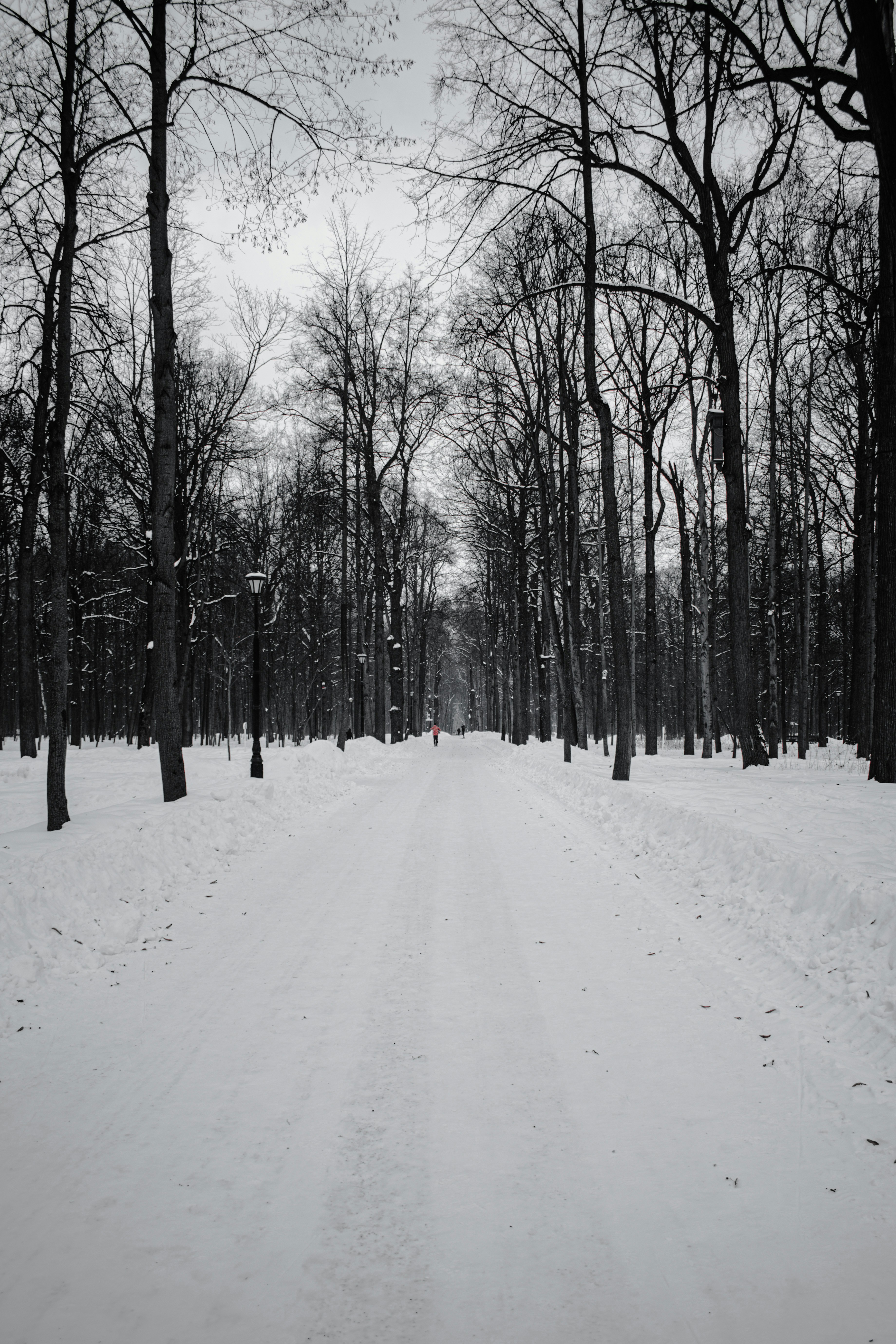 Snow covered road between bare trees during daytime photo – Free Winter Image on Unsplash