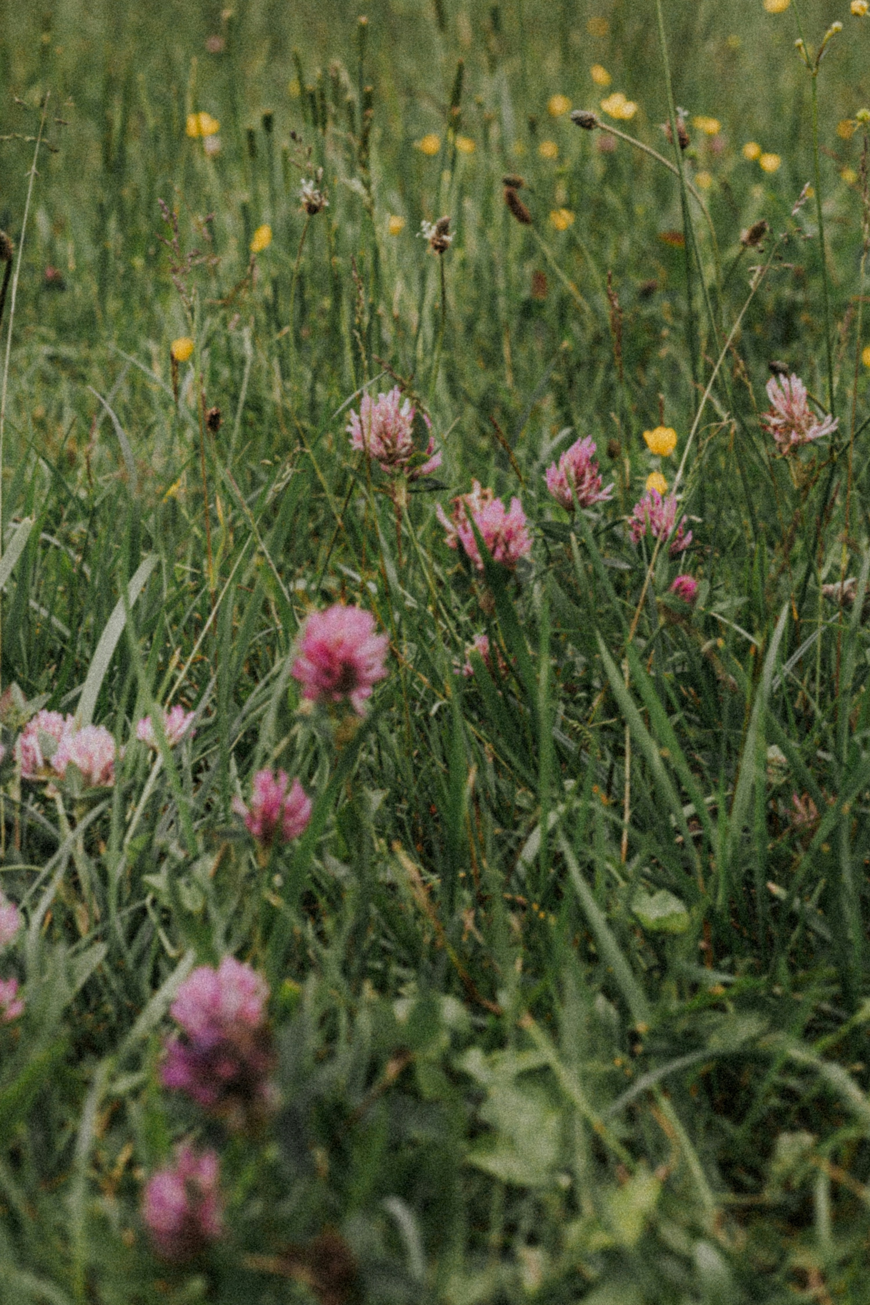 Flower field