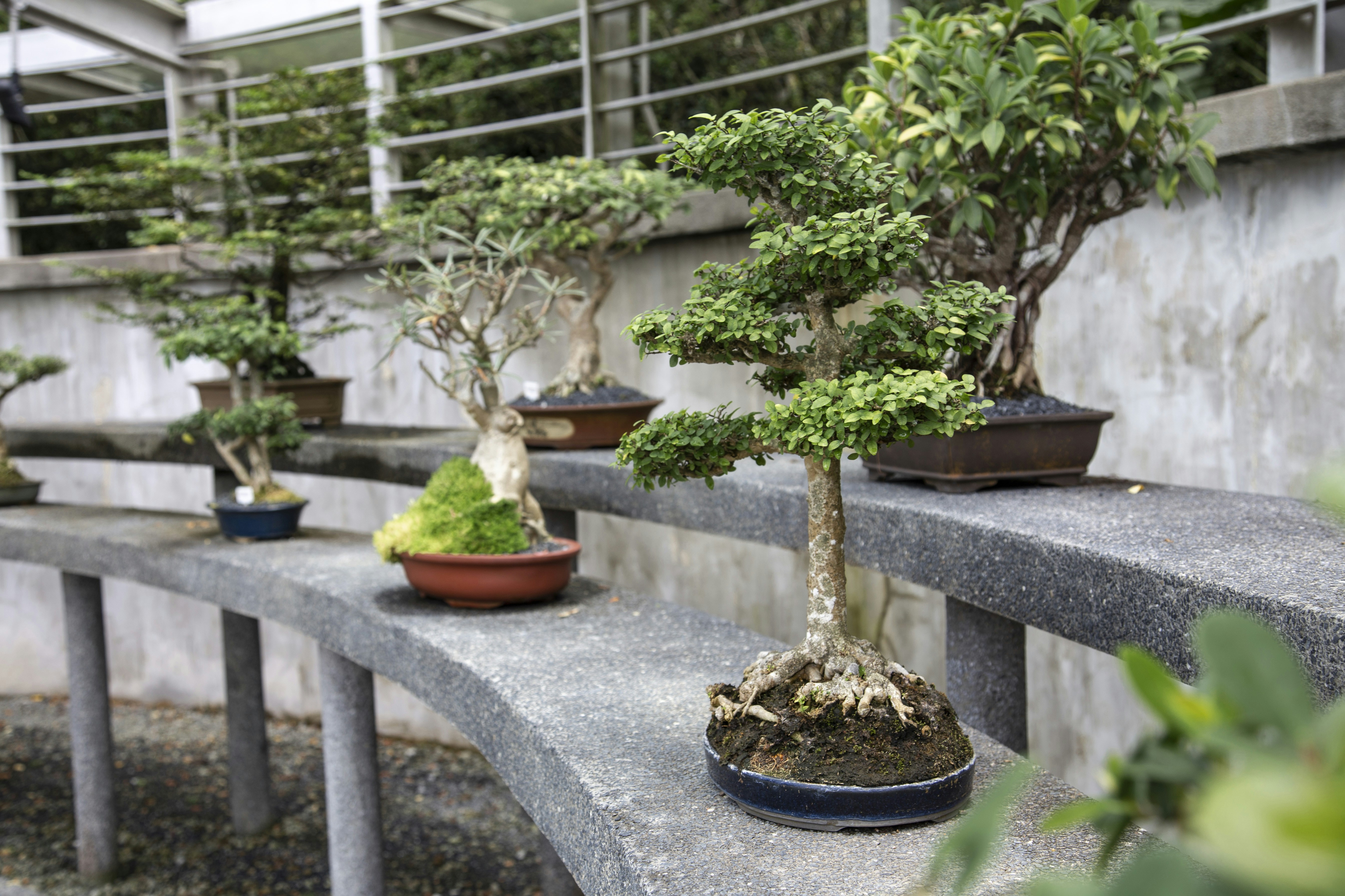 A collection of meticulously pruned bonsai trees displayed on a curved stone bench, showcasing the intricate beauty of nature in a tranquil setting.