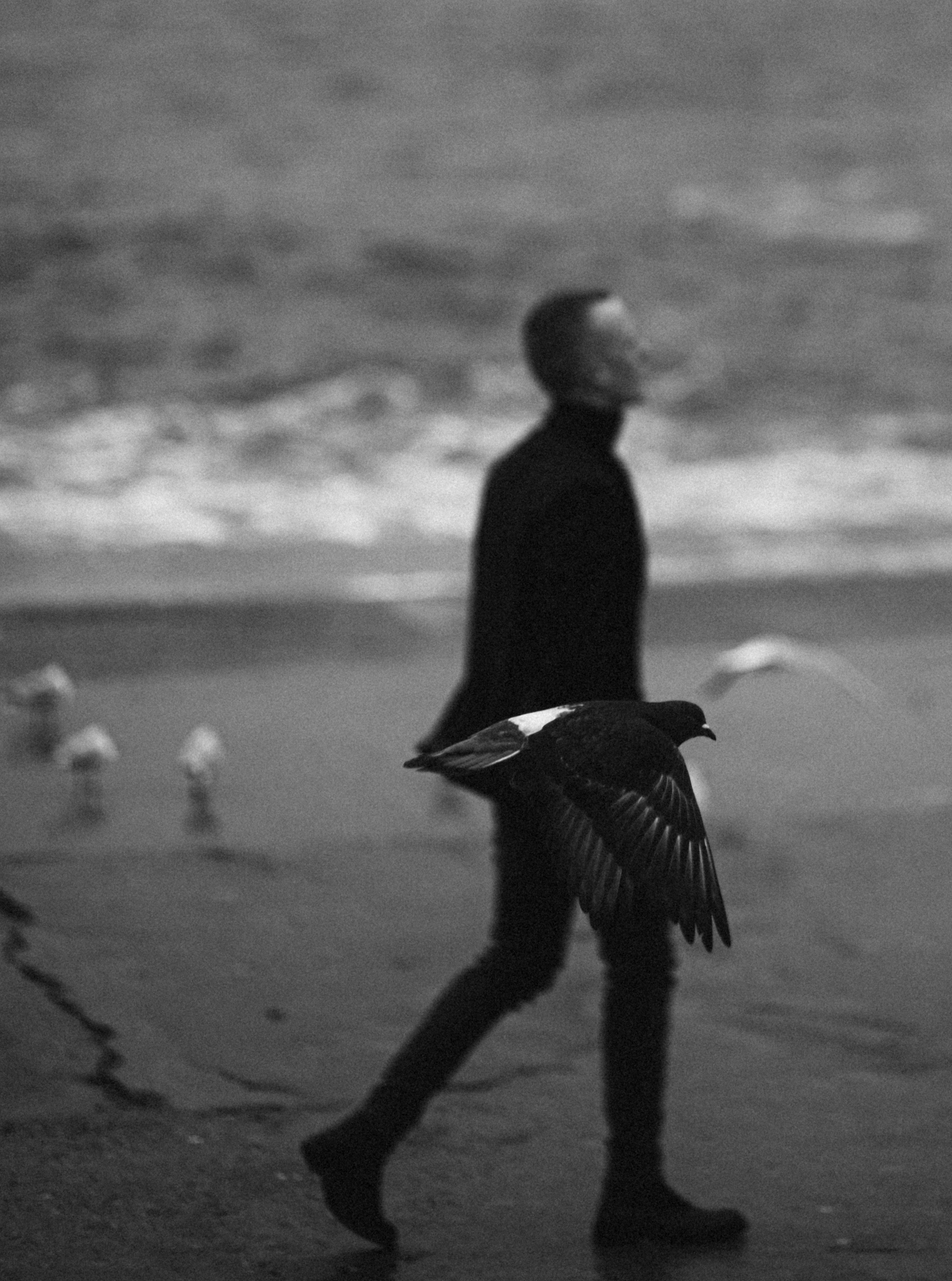 Distant Focus: A Walking Silhouette and a Winged Interruption