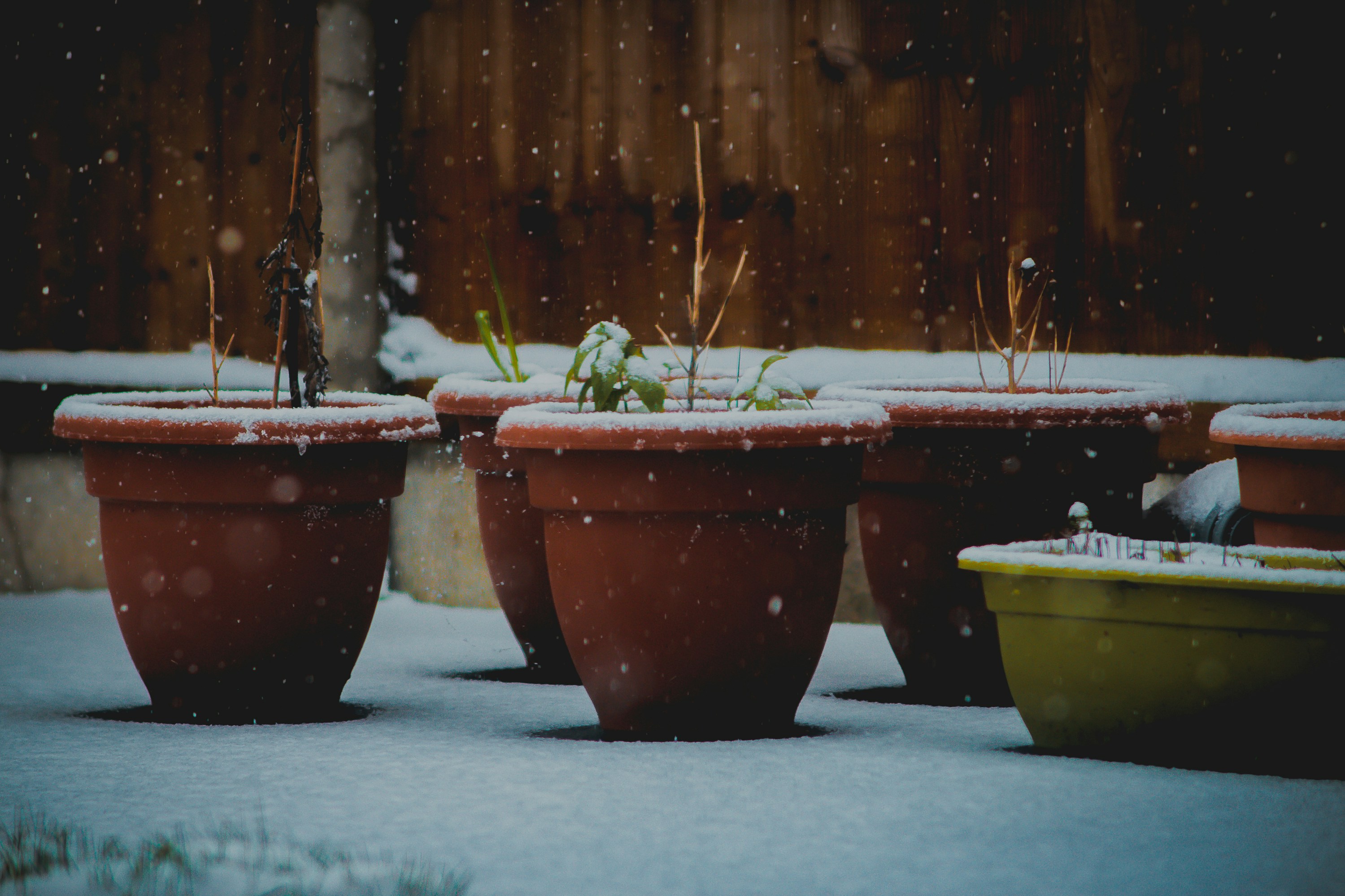 Terracotta pots dusted with snow, nestled in a tranquil garden setting, evoke a sense of stillness in winter. The scene captures the contrast between nature and the cold season.