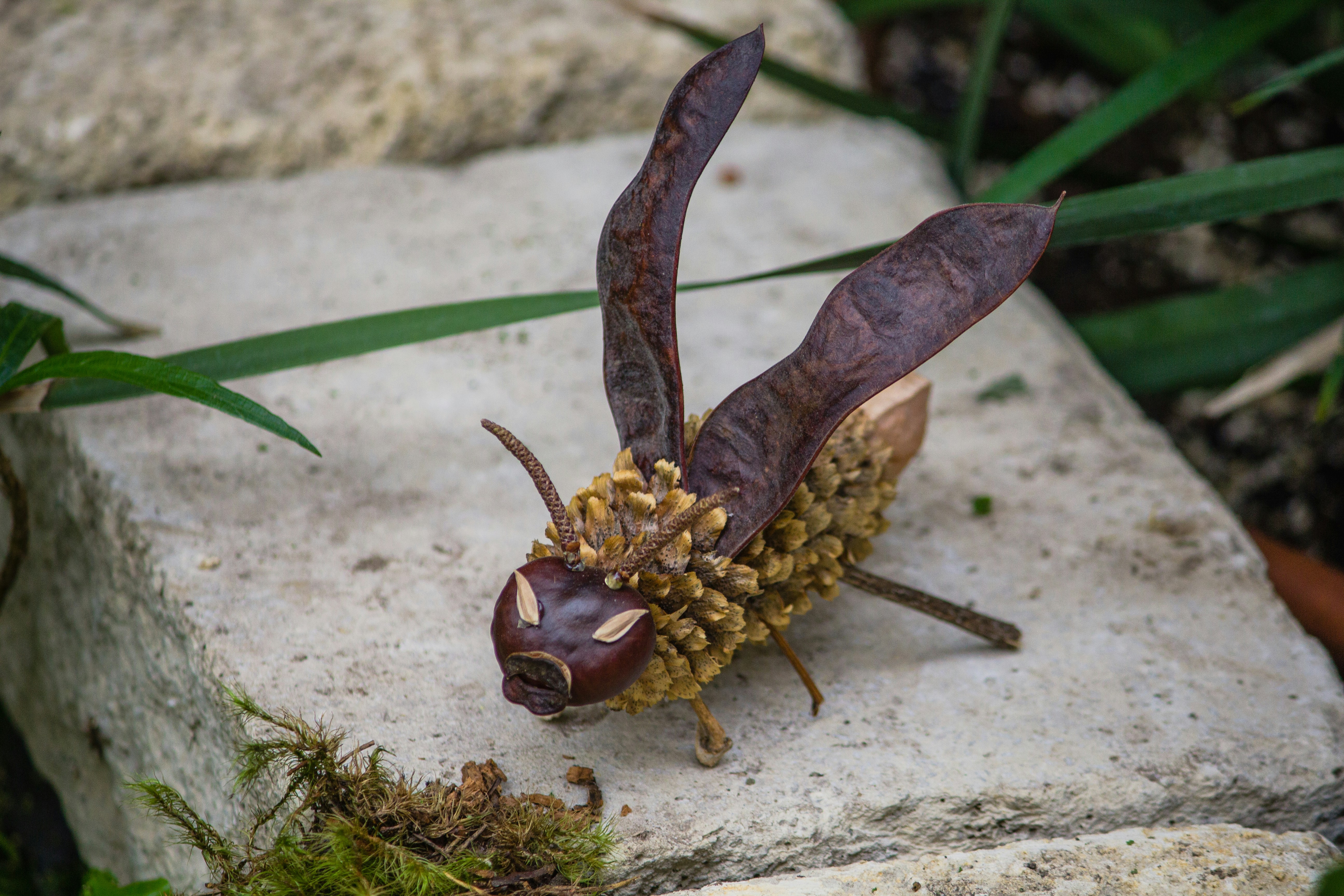 Bronze-Winged Seed Pod Resting on a Weathered Garden Stone