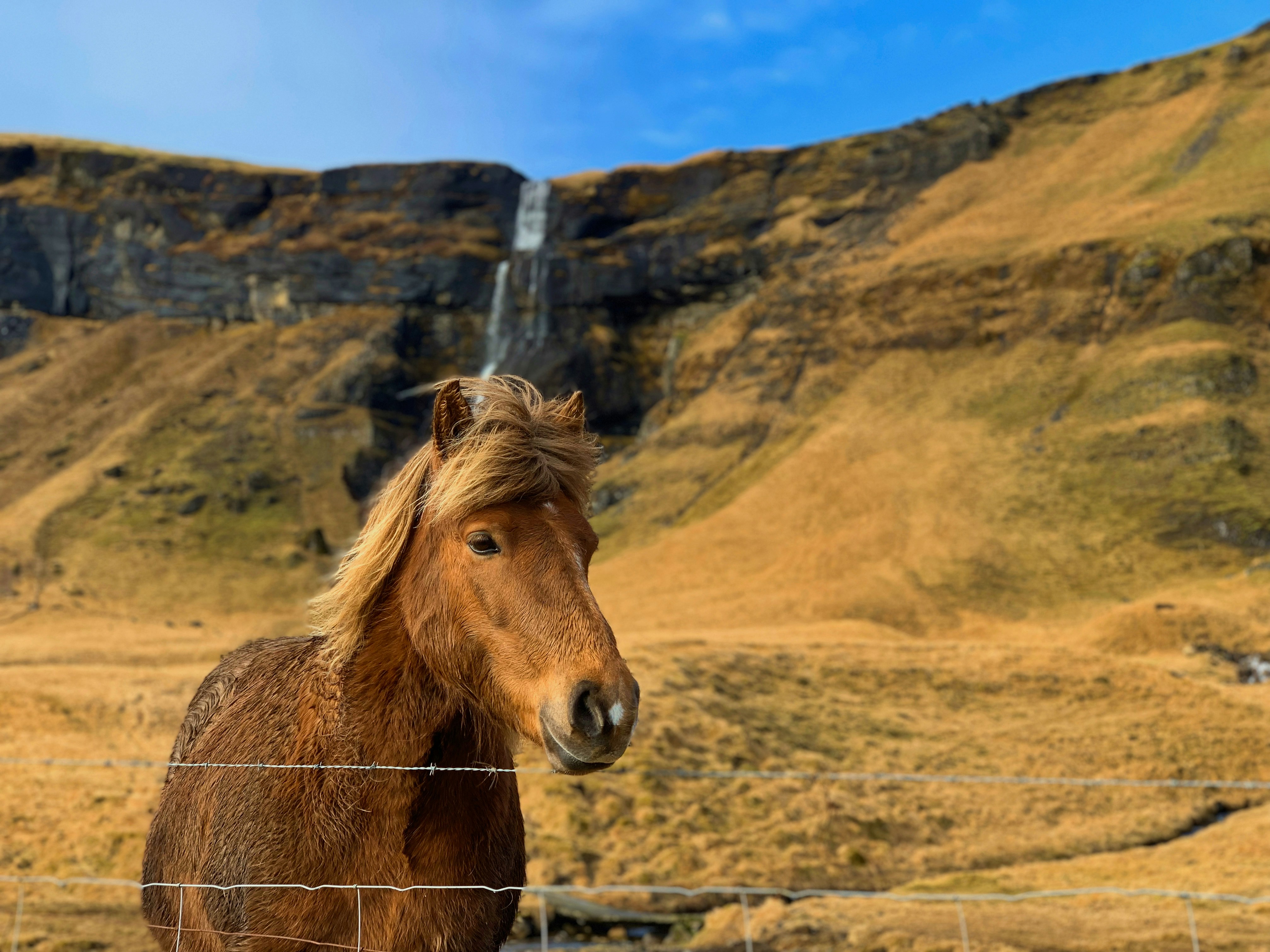 Chestnut Horse Portrait at the Plateau with Distant Waterfall