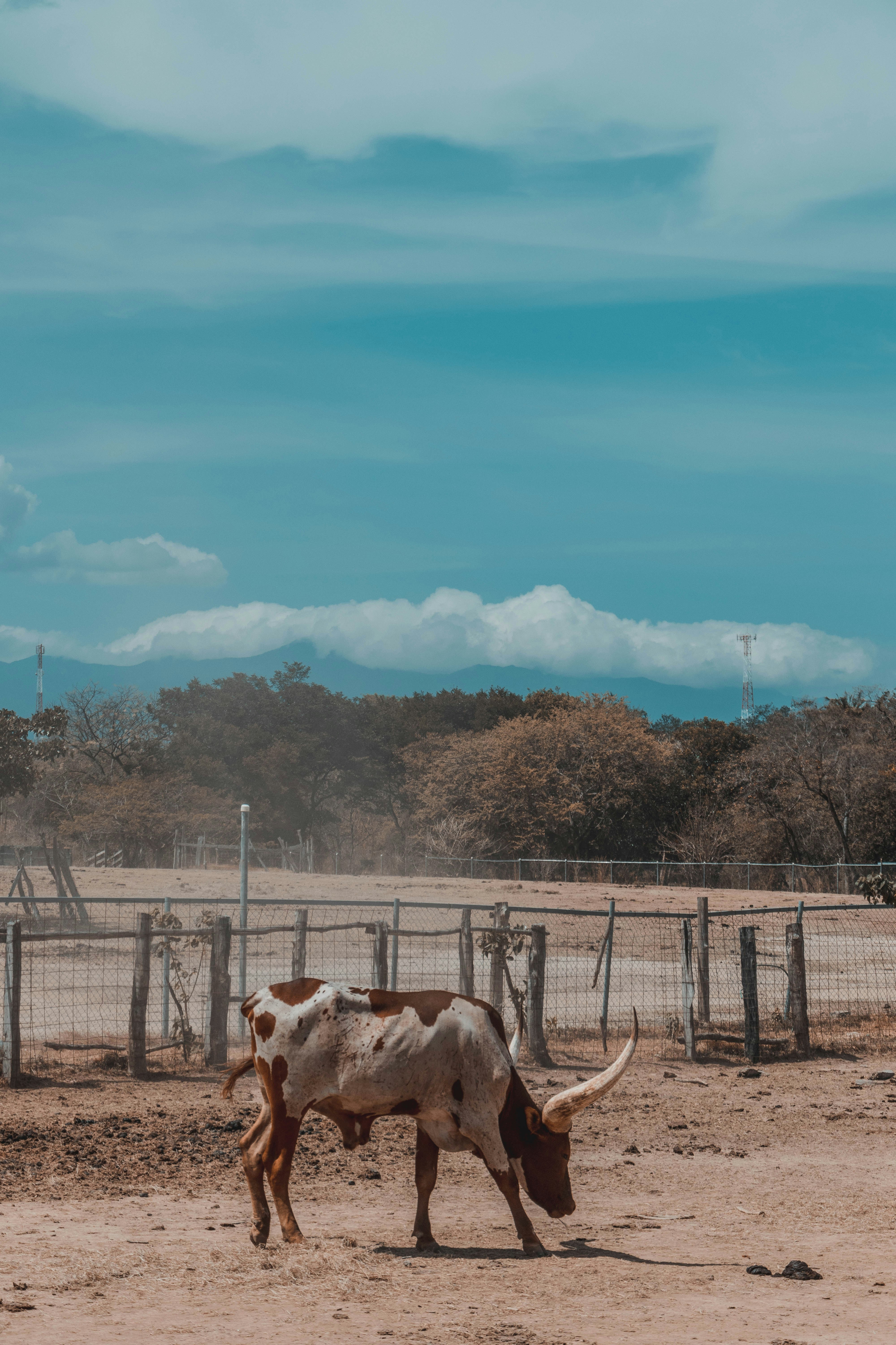 white and brown horse on brown field during daytime
