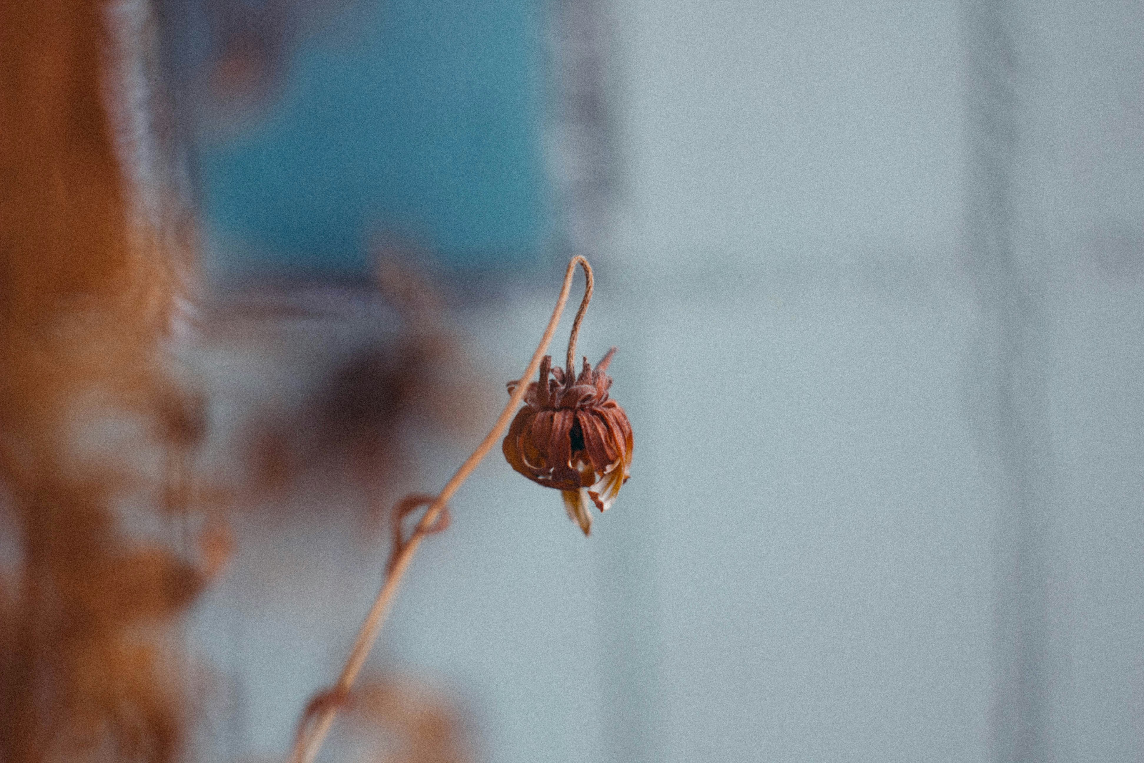 brown flower in tilt shift lens