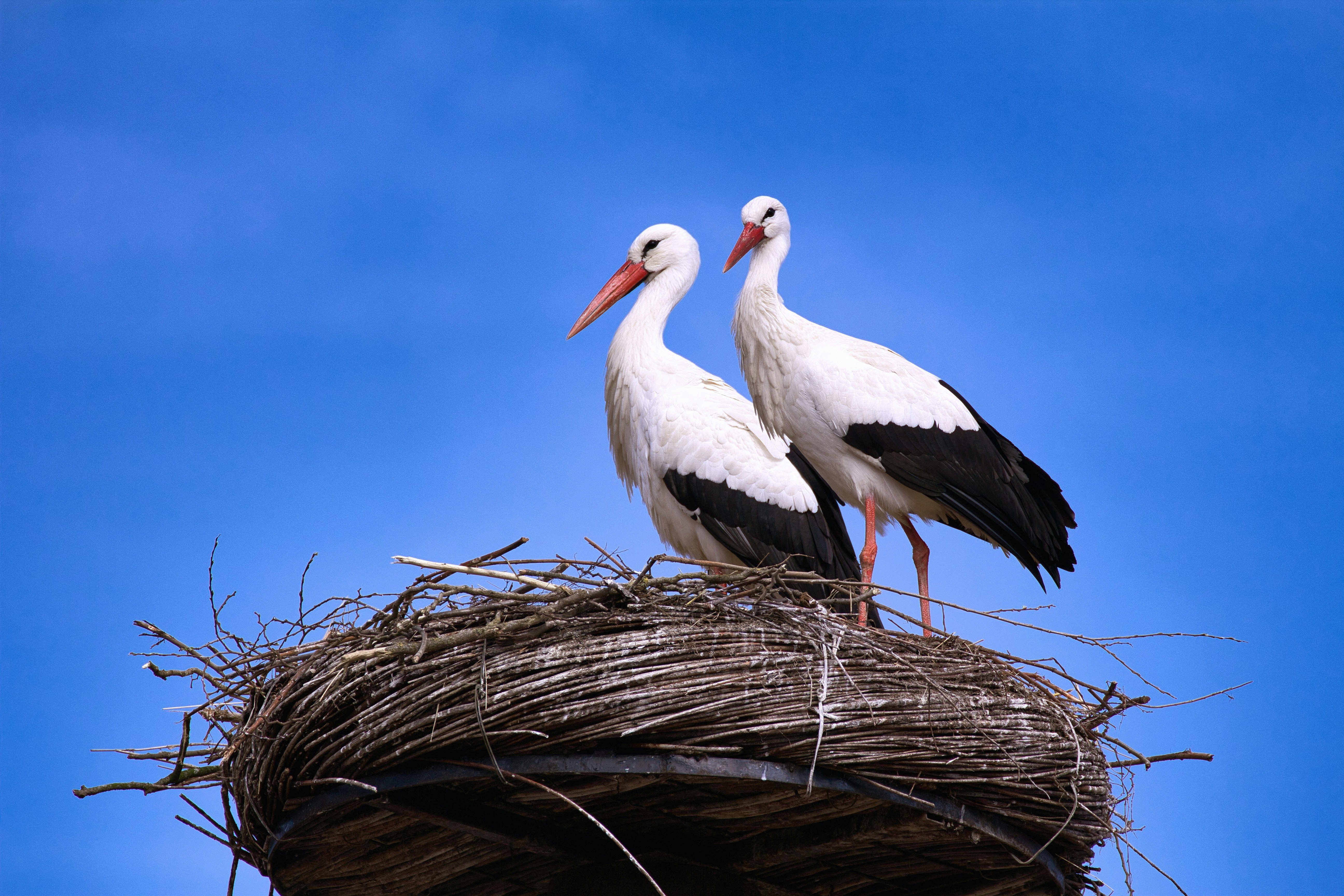 30k+ Stork Pictures | Download Free Images on Unsplash