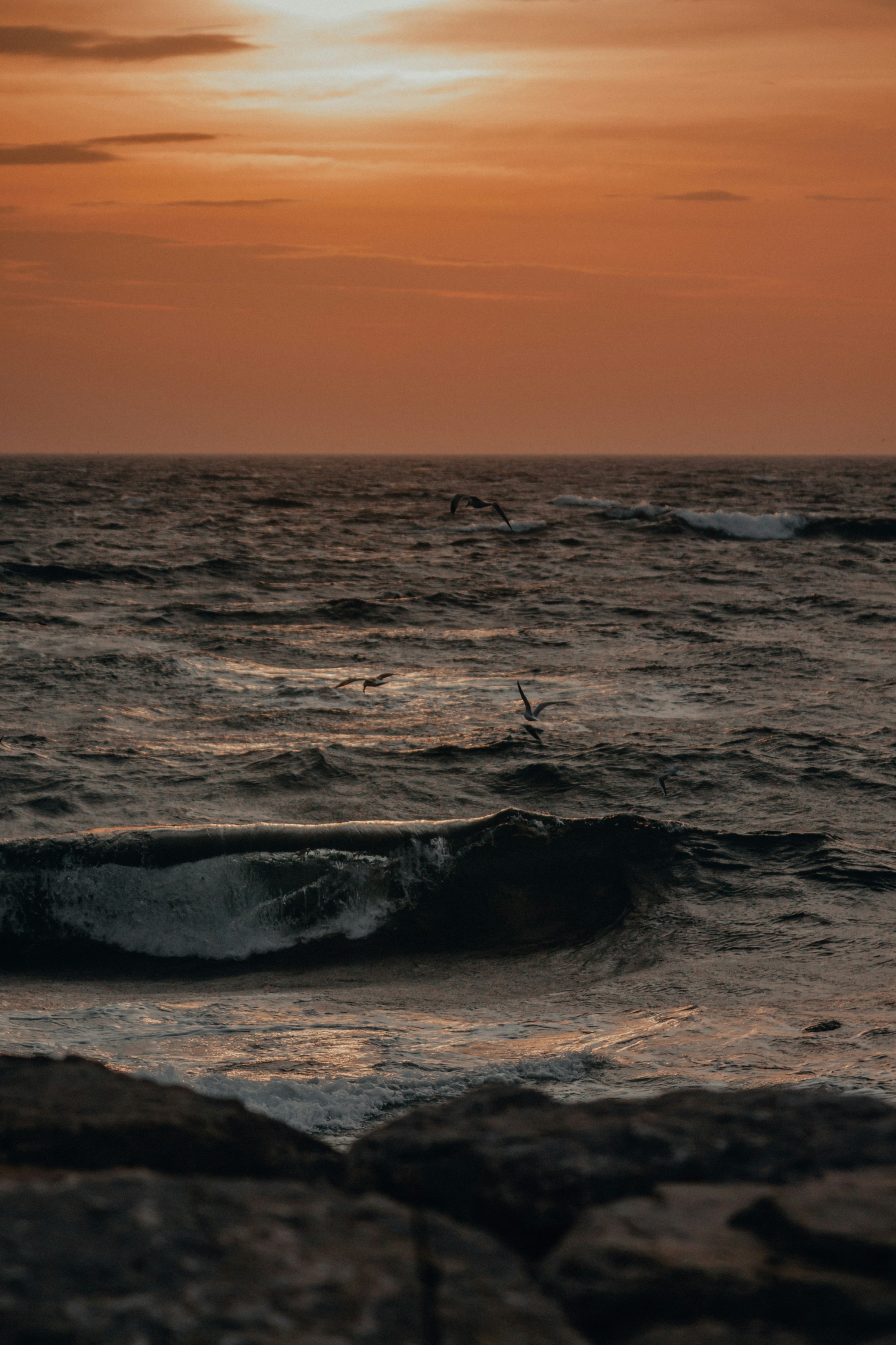 Ember Horizon: Seabirds Mark the Last Light Over Rolling Seas
