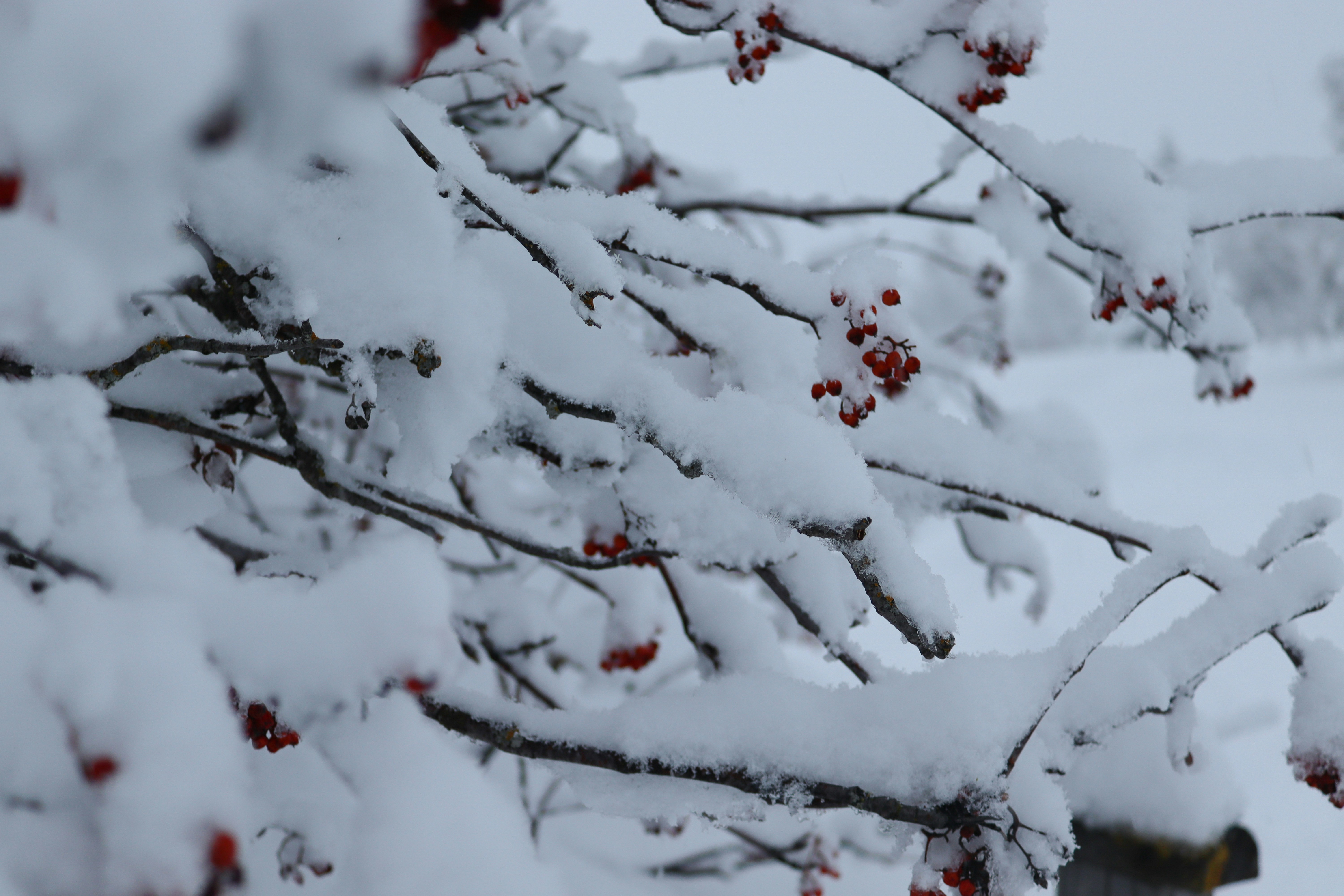 Fruits ronds rouges sur la branche de l’arbre photo – Photo La Suisse ...