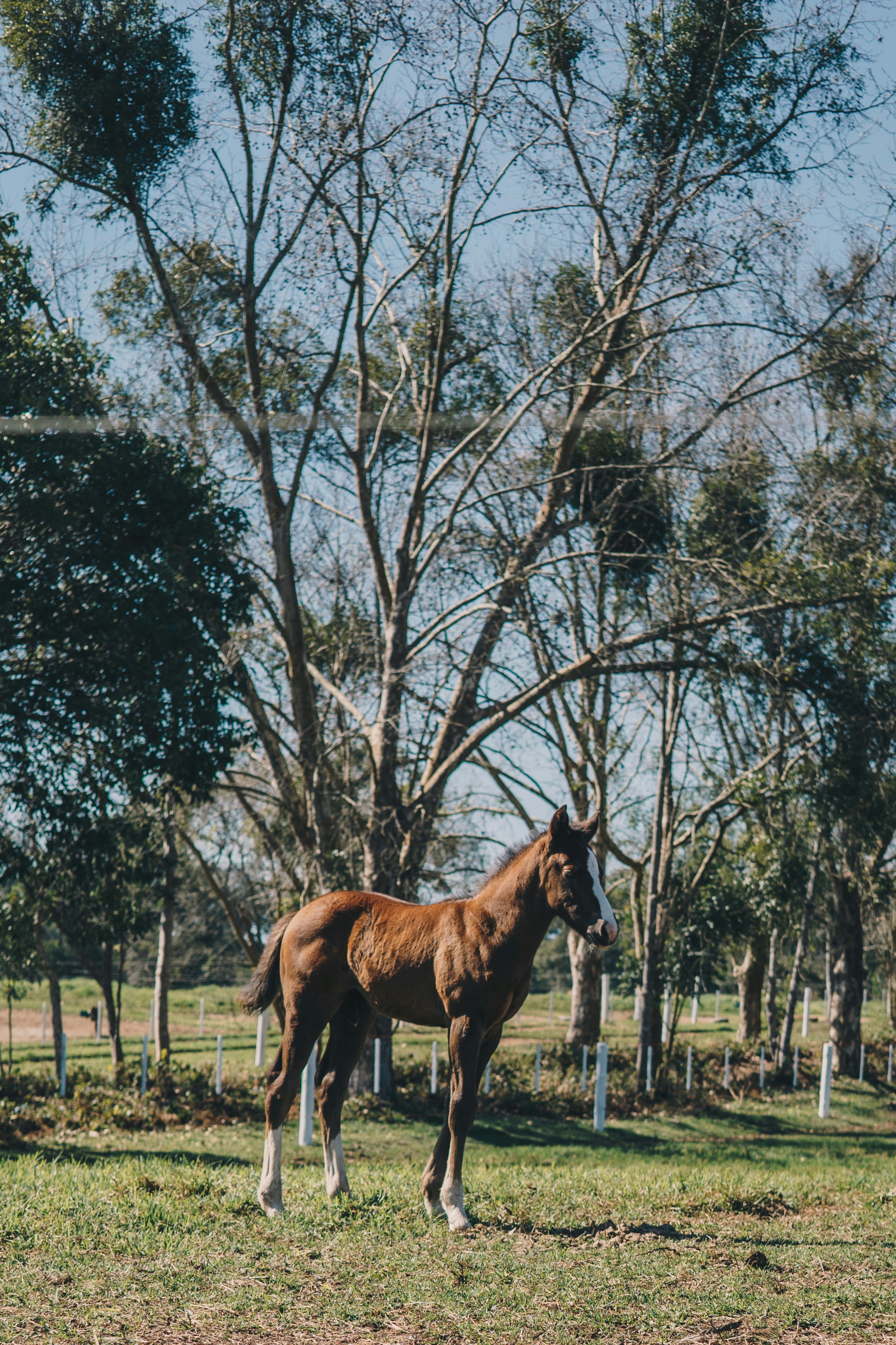 Graceful Equine in Natural Serenity