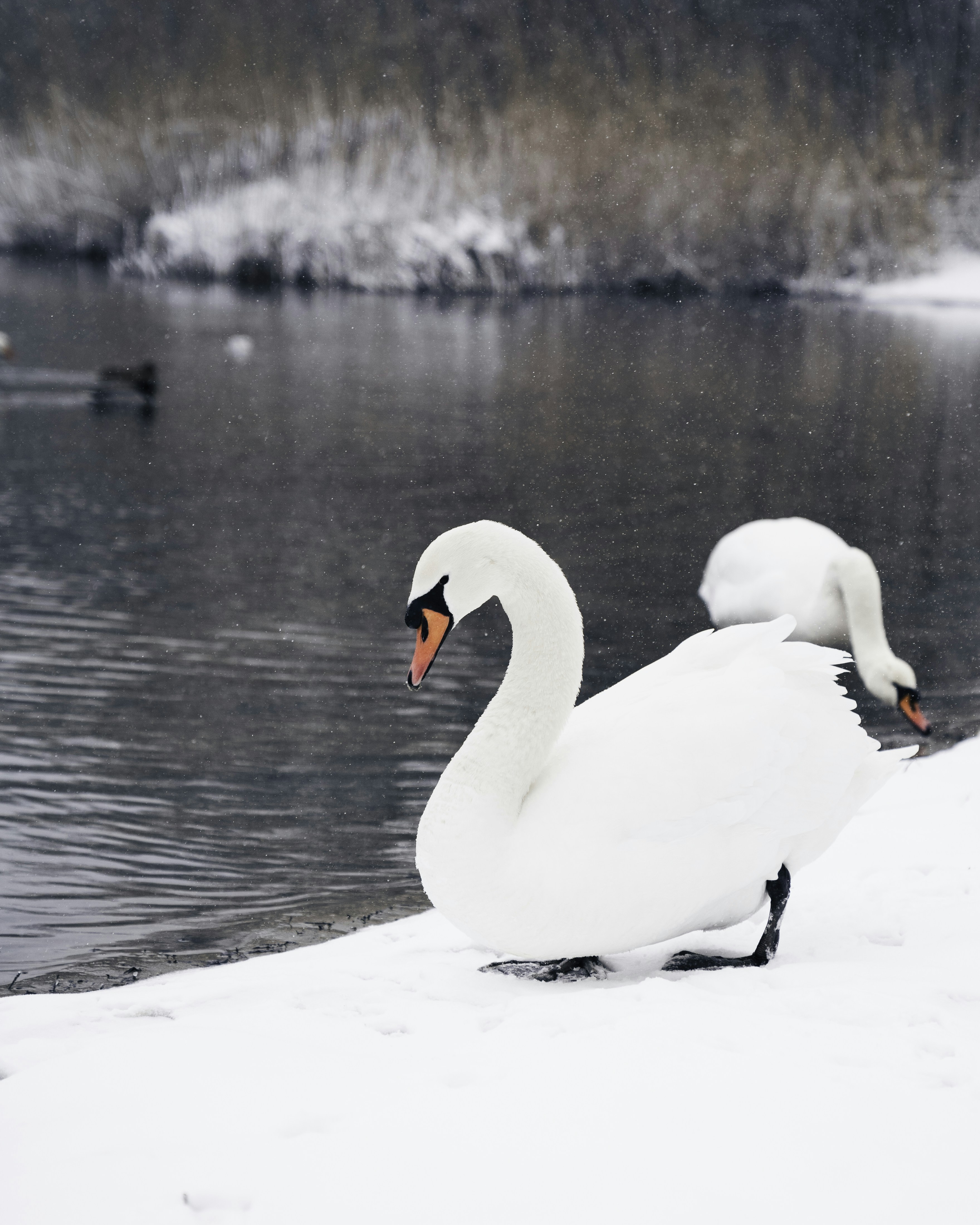 Winter's Quiet Pause: Swan at the Frosted Lakeshore