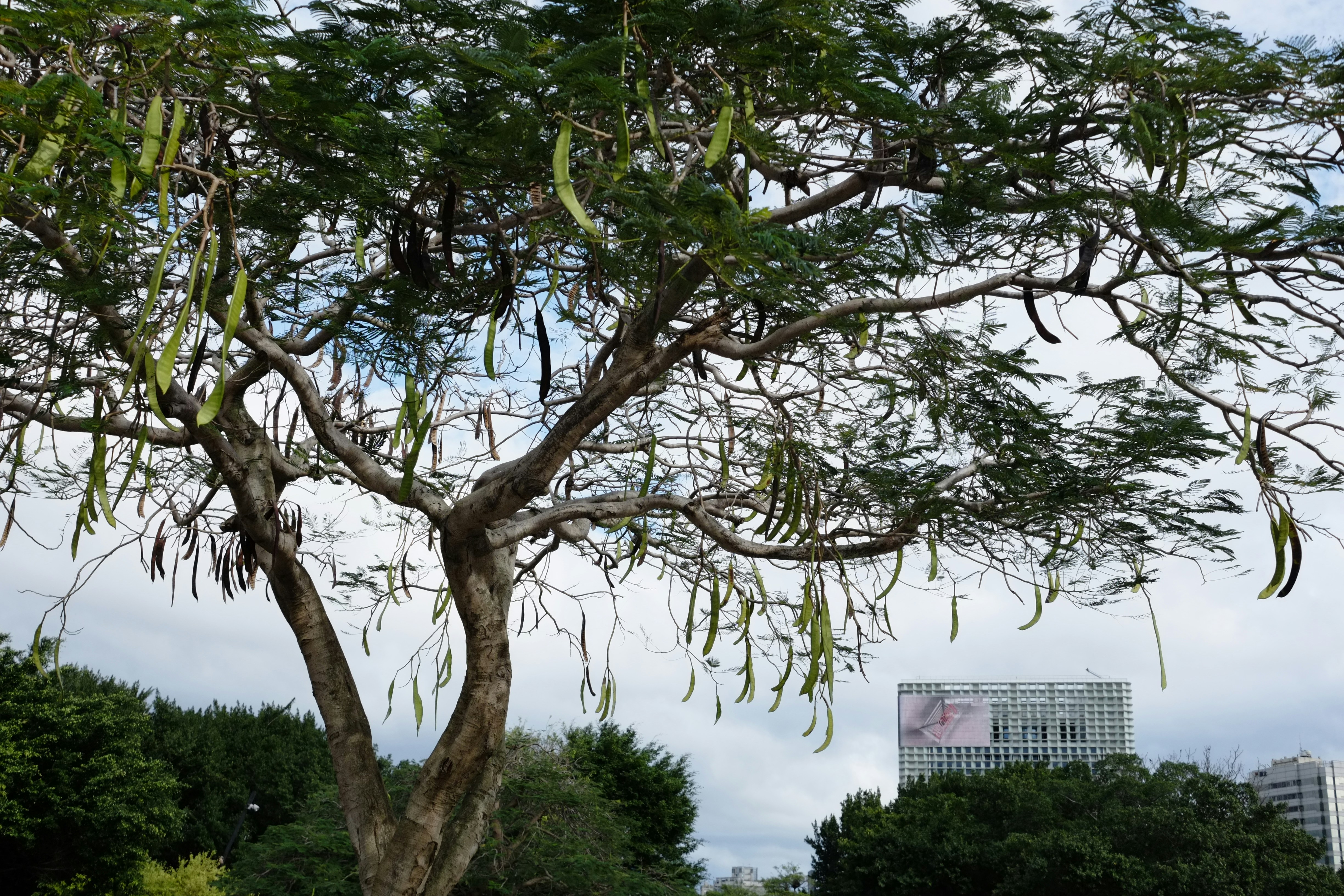 Branching Giant: A Cityscape Framed by a Wind-Swept Tree