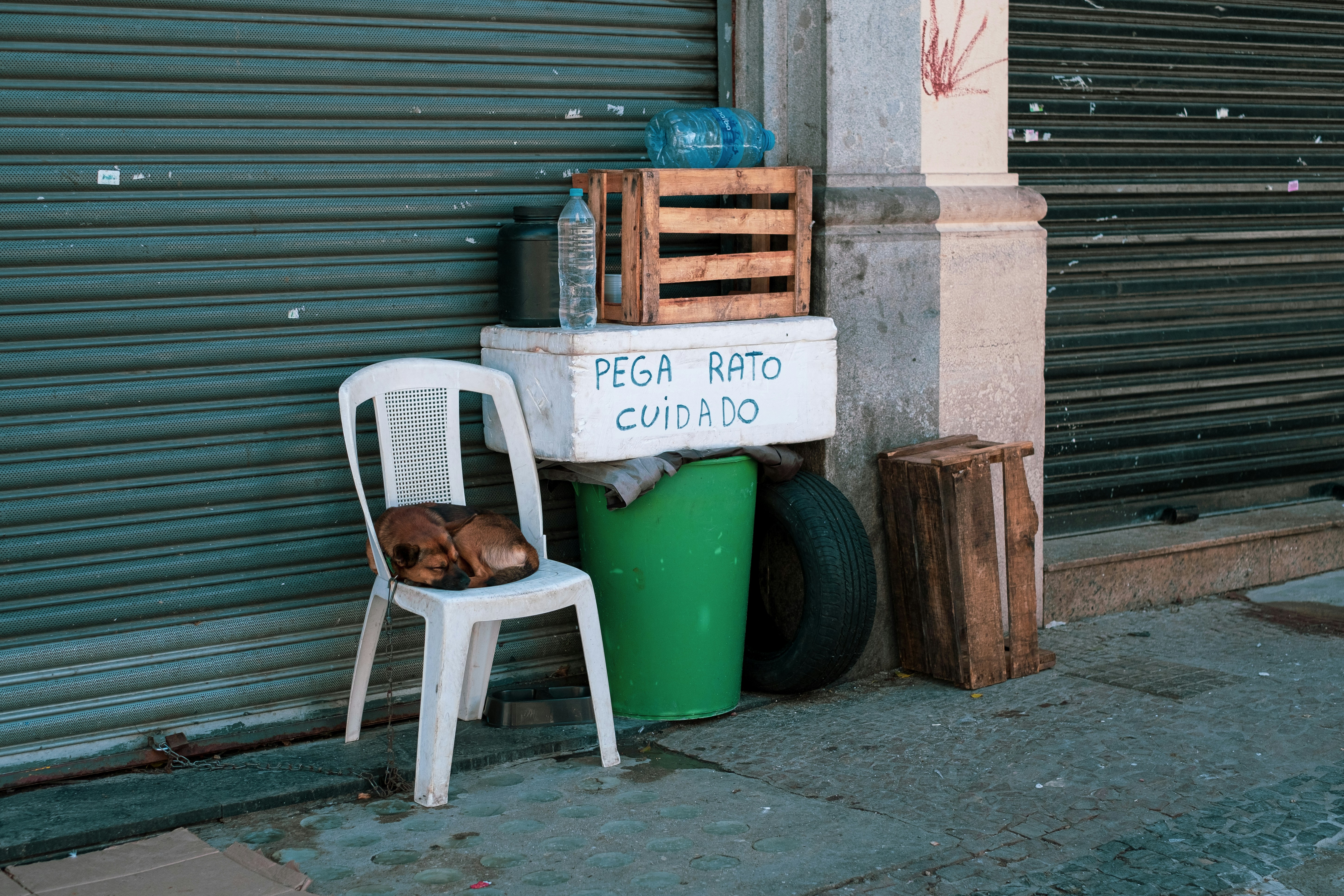 Vacant Watchful Corner: A Sleeping Dog Amid Street Debris