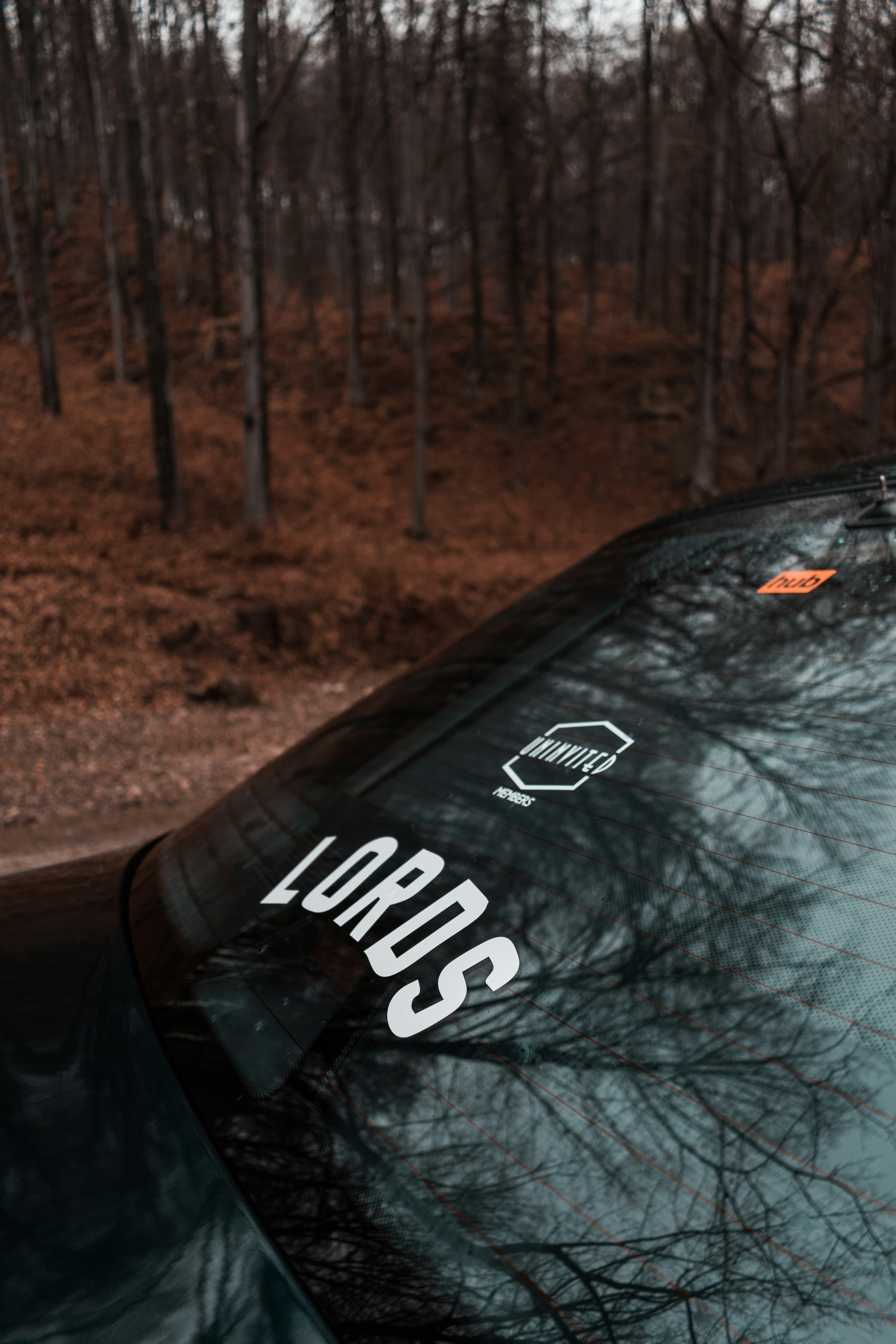 Rugged Road-Ready: A Car Surfaces Among Bare Pines