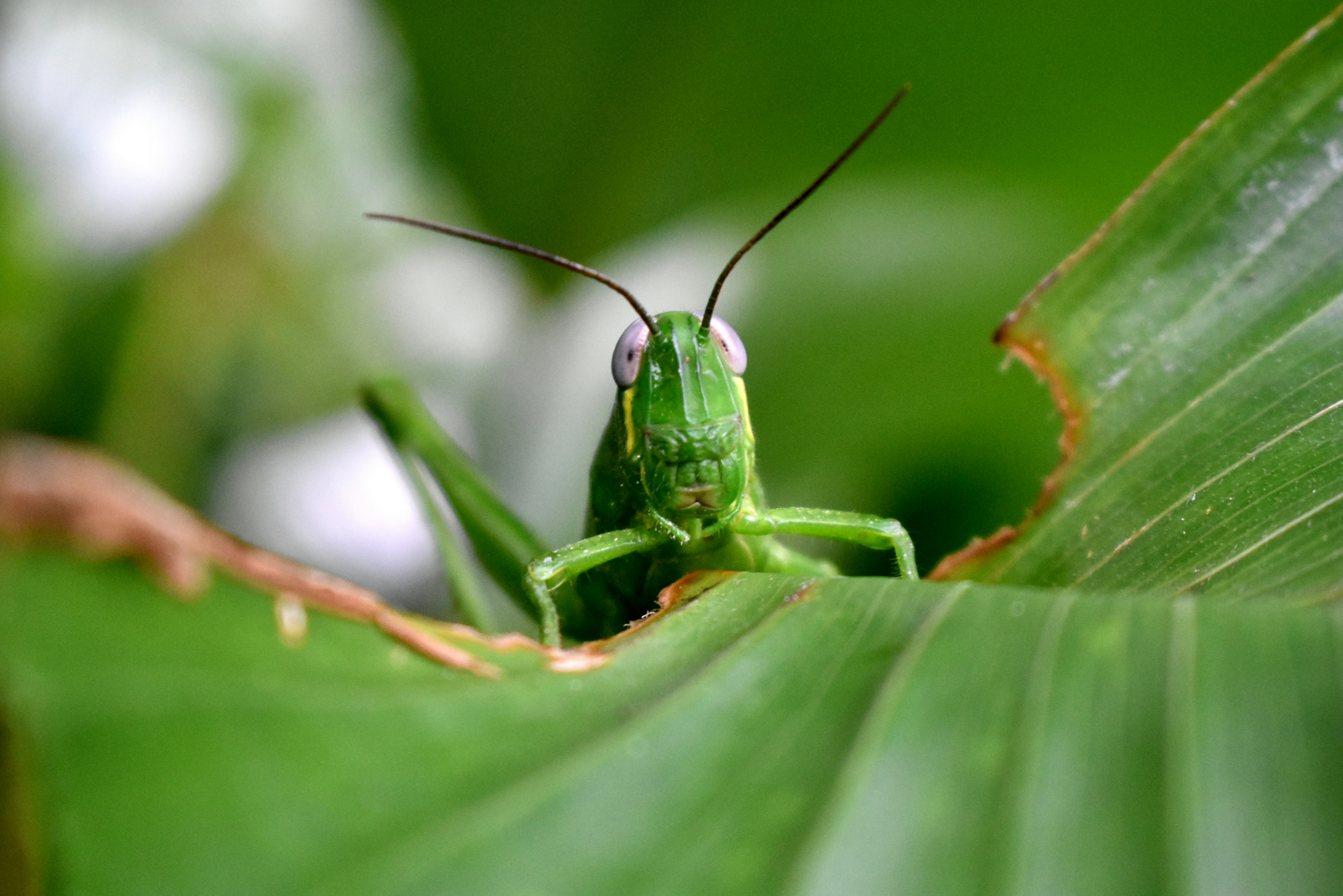 A green grasshopper peeking over a lush green leaf, showcasing its intricate features and curious expression.