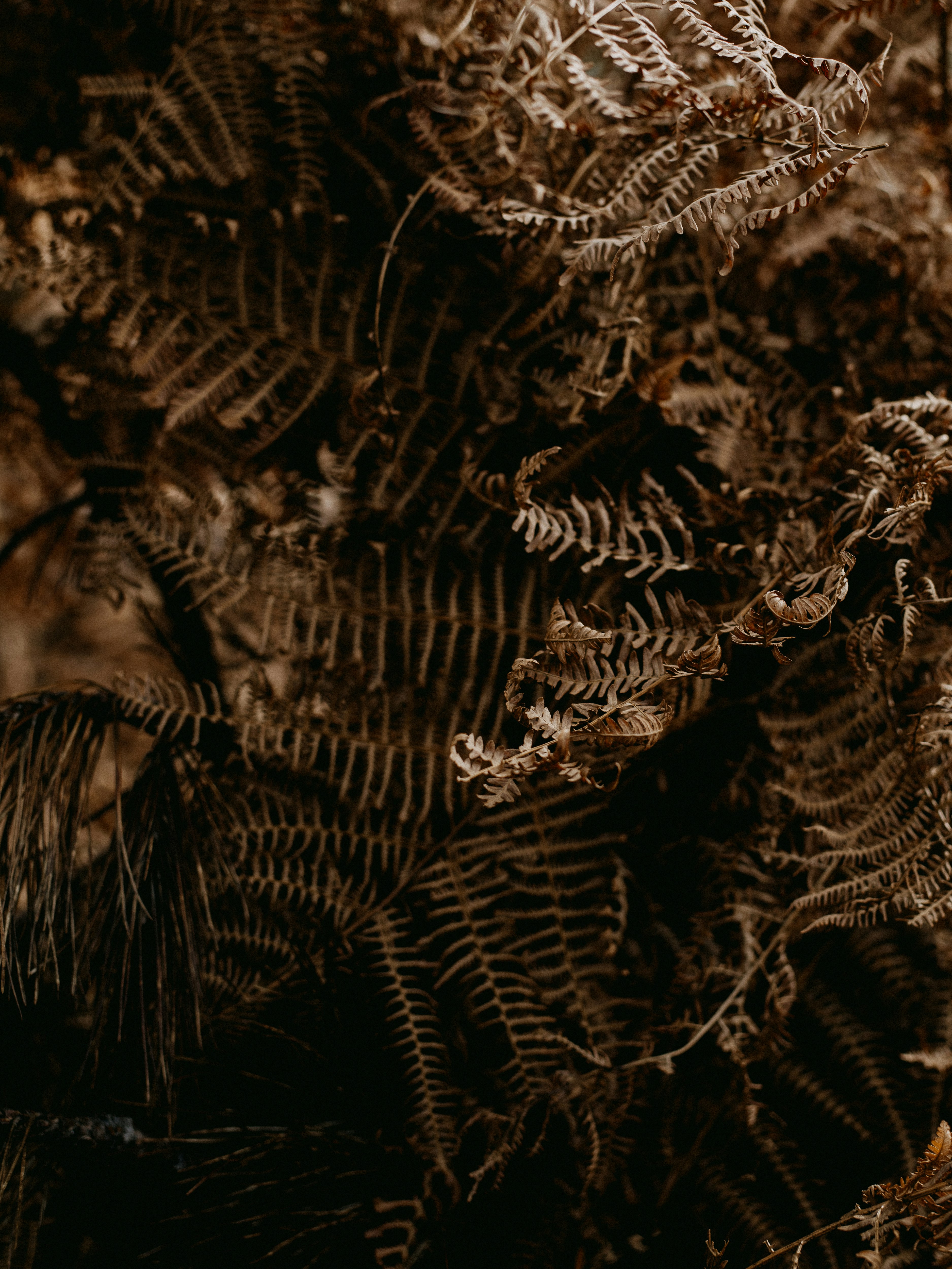 Intricate fern patterns intertwining in earthy tones, creating a natural tapestry of texture and shadow.