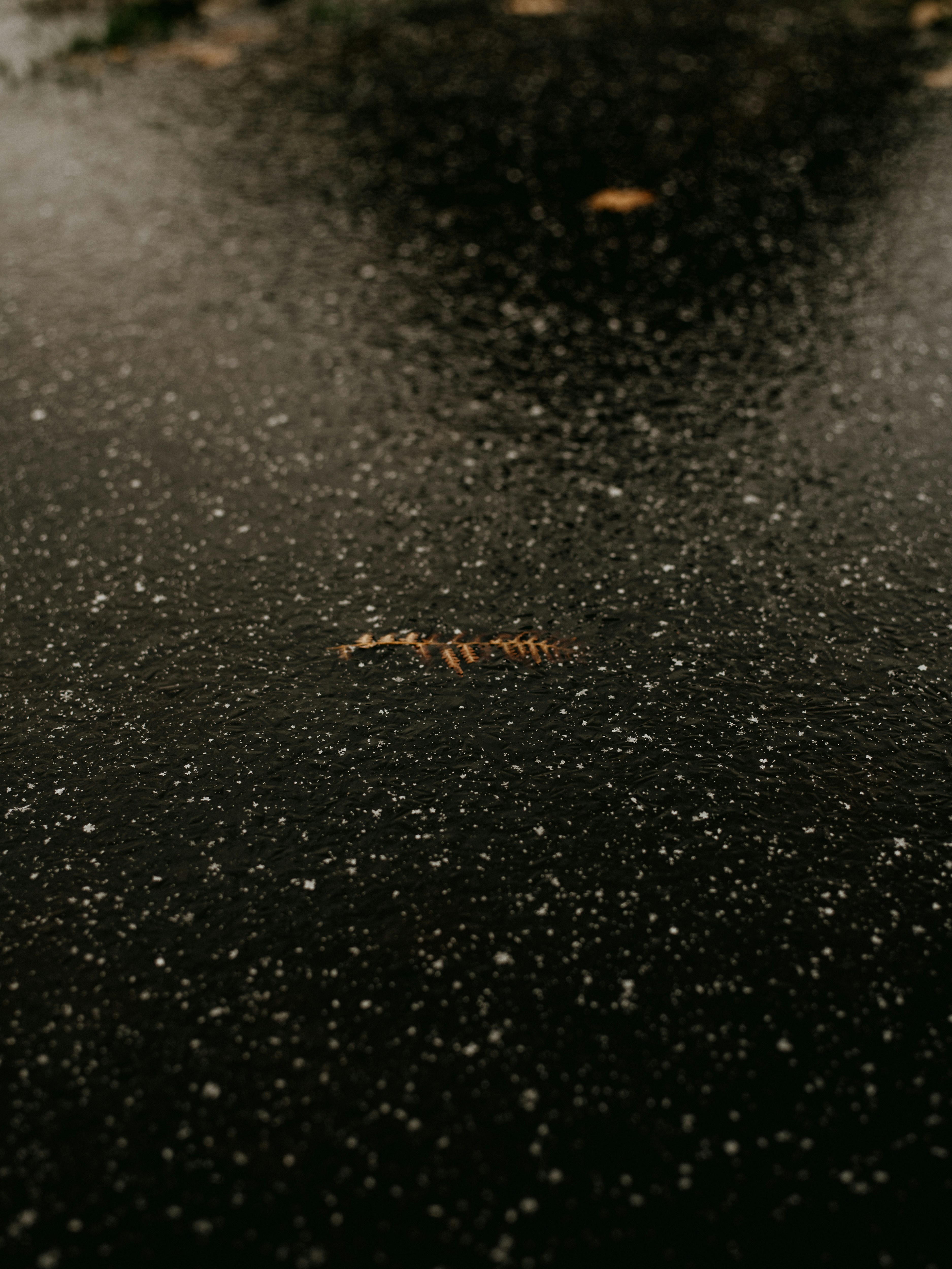 A solitary leaf rests on a rain-soaked surface, reflecting the muted colors of a rainy day. The scene evokes a sense of quiet contemplation.