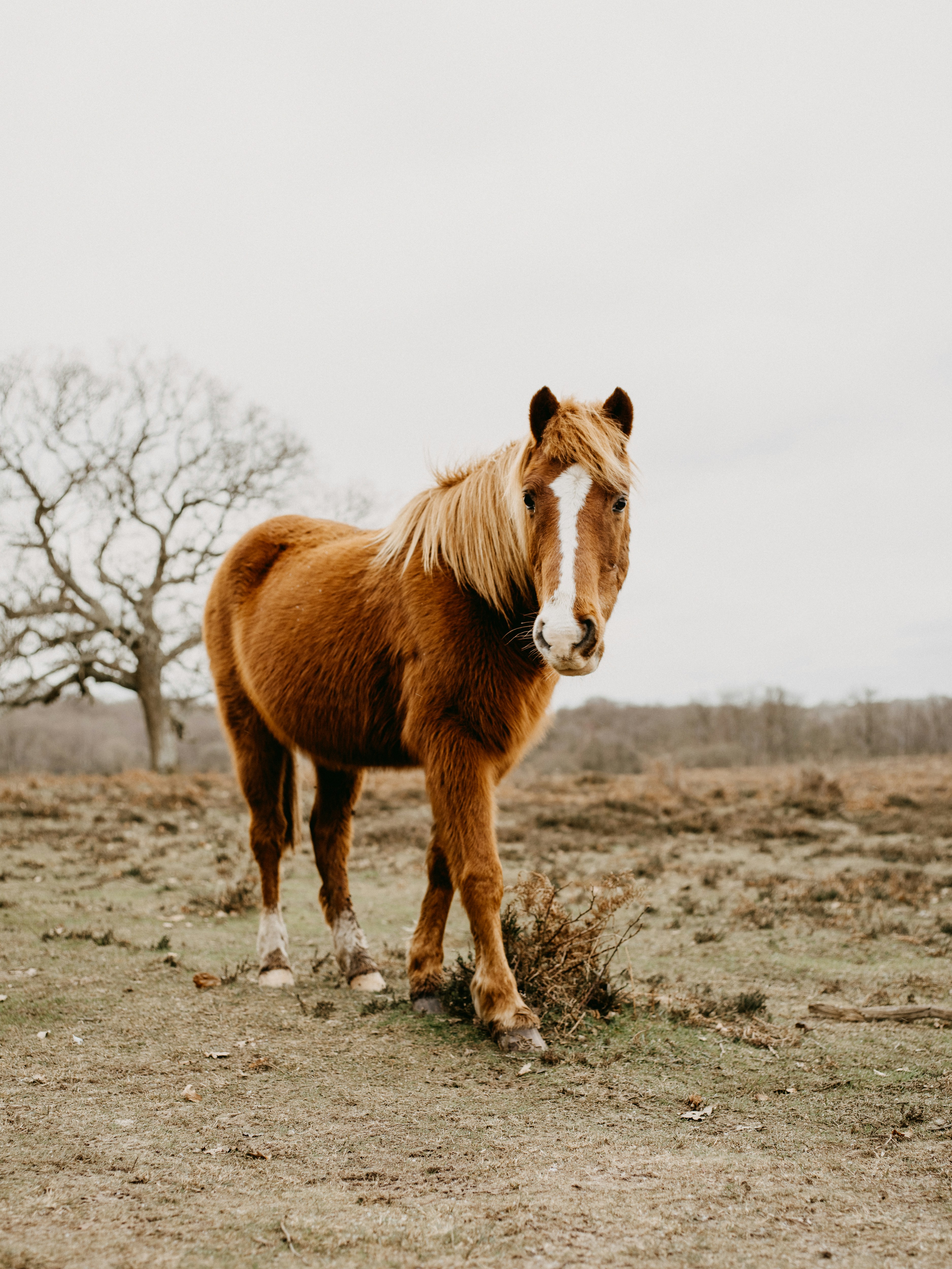 A chestnut horse gazes curiously in a serene meadow, with a lone tree in the background. The tranquil landscape captures a moment of rural harmony.