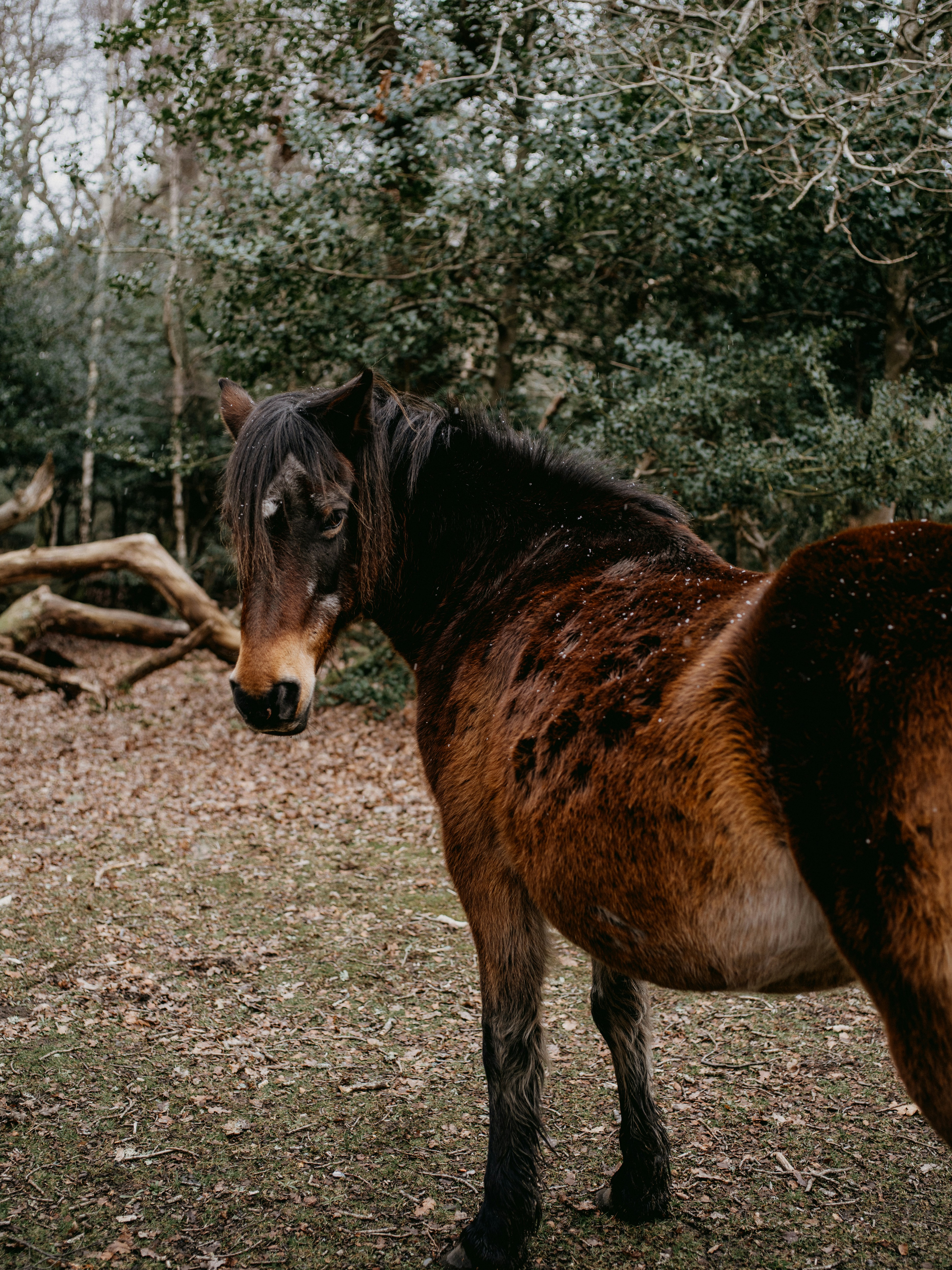 A brown horse stands amidst a wooded landscape, turning its head to observe its surroundings. The scene captures the essence of tranquility in nature.