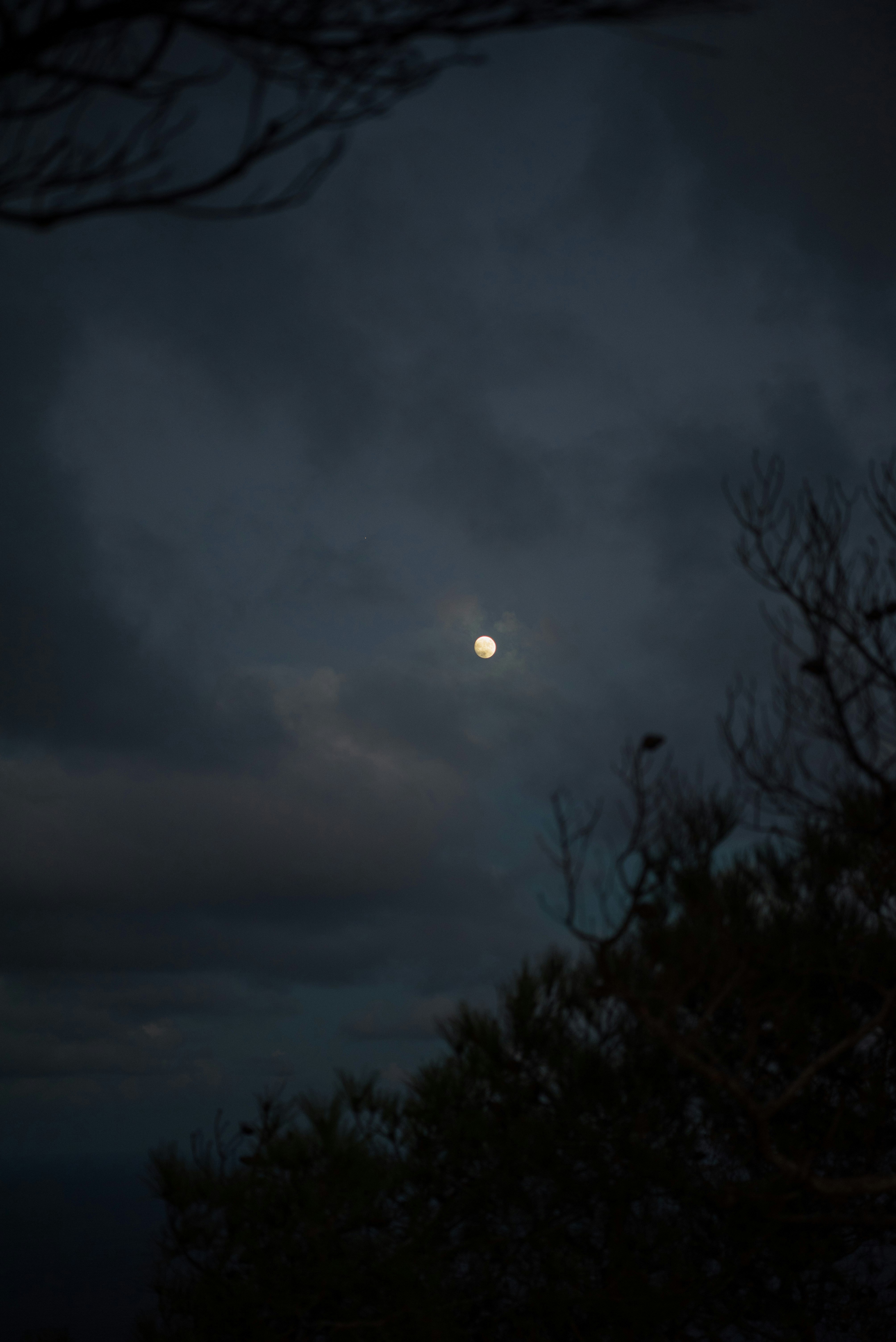 Moon in Velvet Sky over Silent Pines