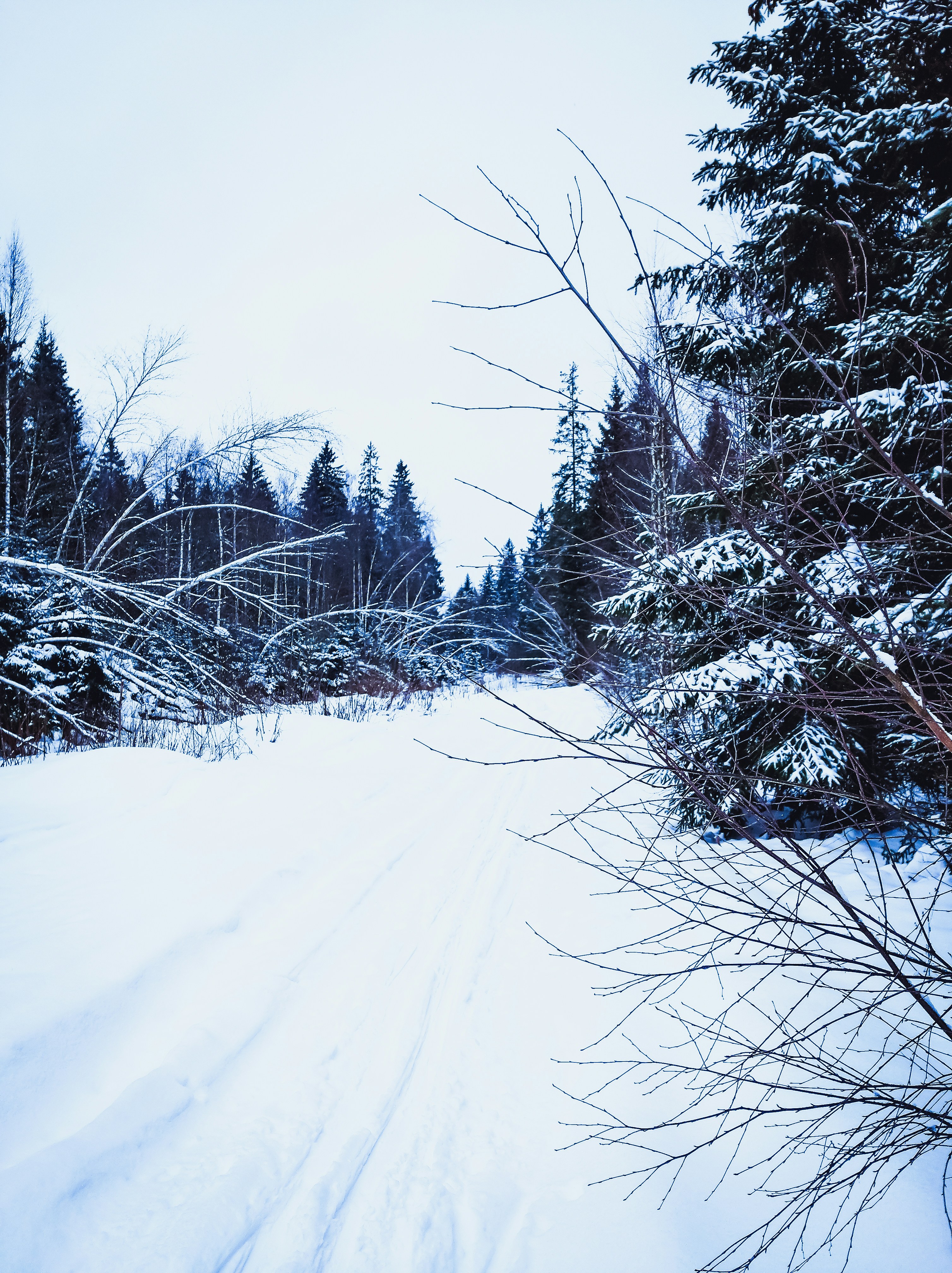 Alberi innevati durante il giorno photo – Photo Foresta d'inverno ...