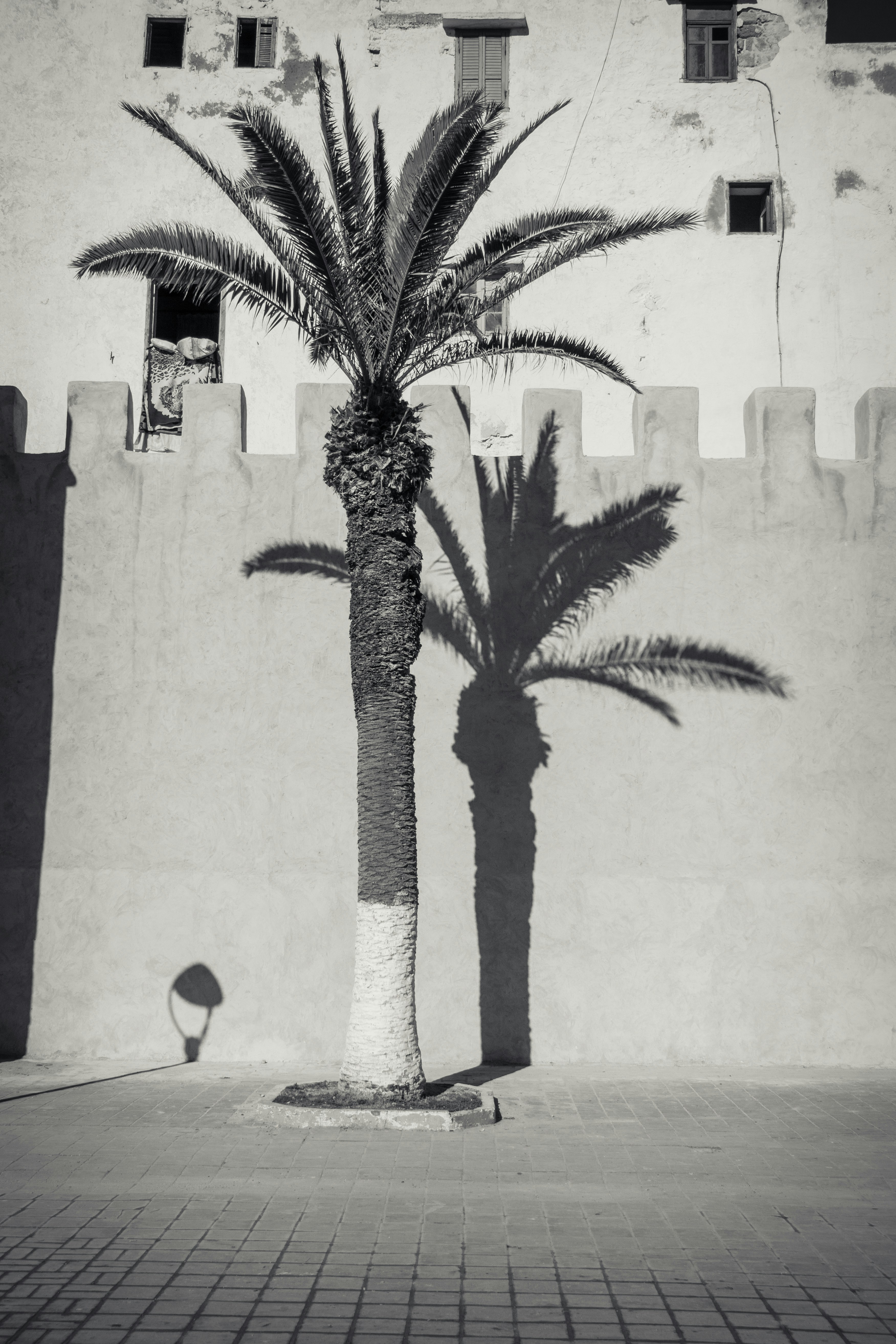 Palm Sentinel at the Fortified Wall