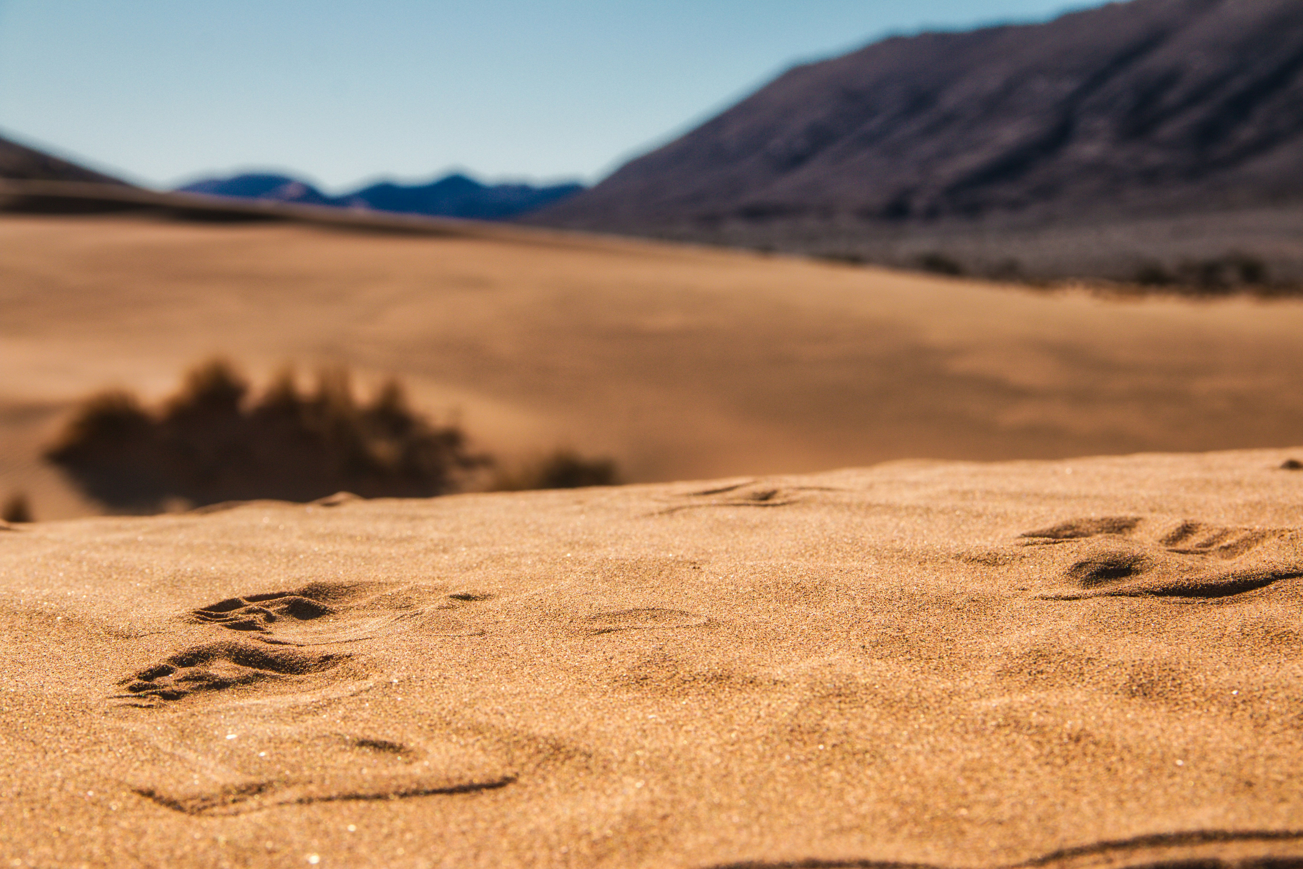 Brown sand under blue sky during daytime photo – Free Sahara desert ...