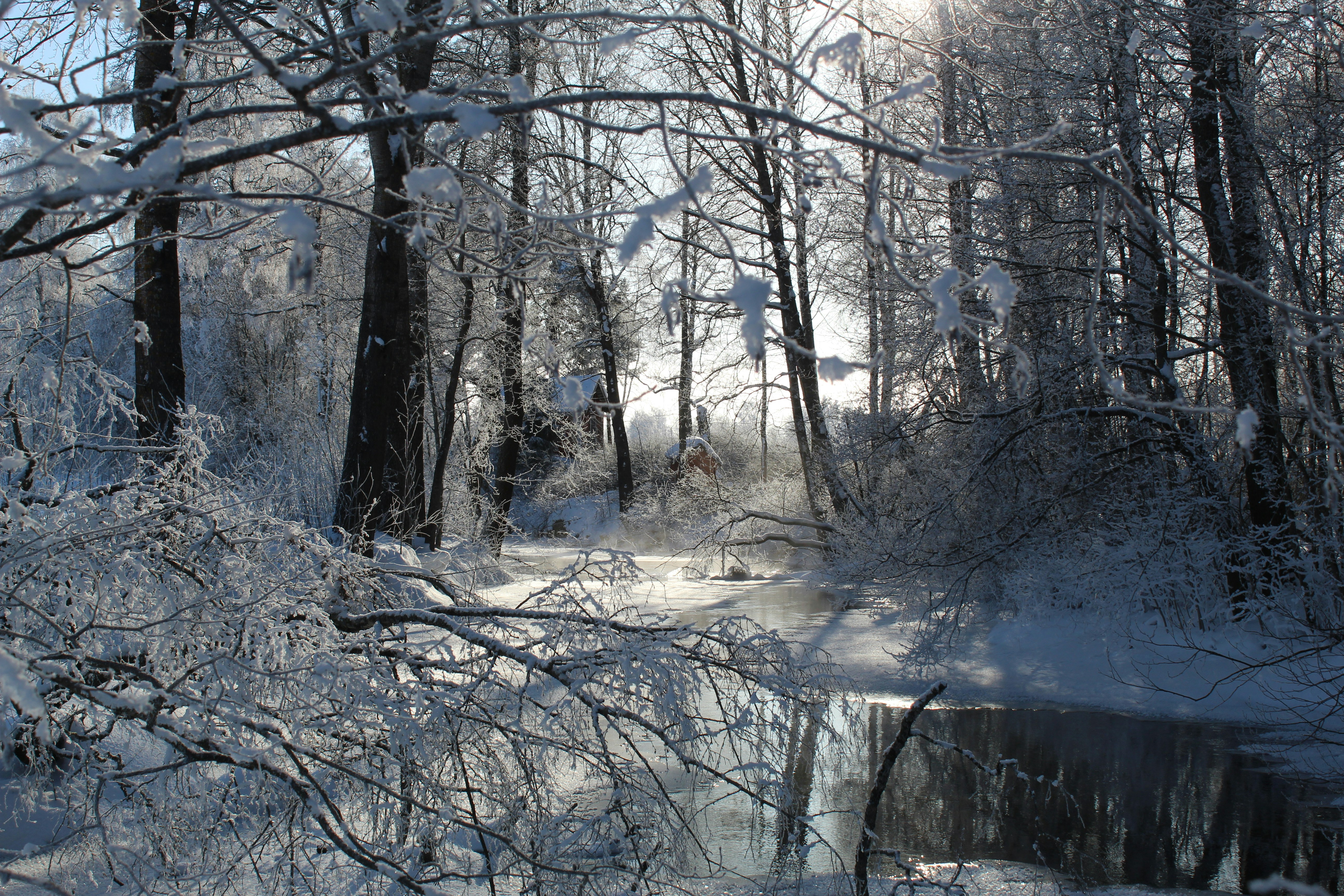 Snow-laden branches frame a serene, icy stream under a canopy of tall trees in winter sunlight.