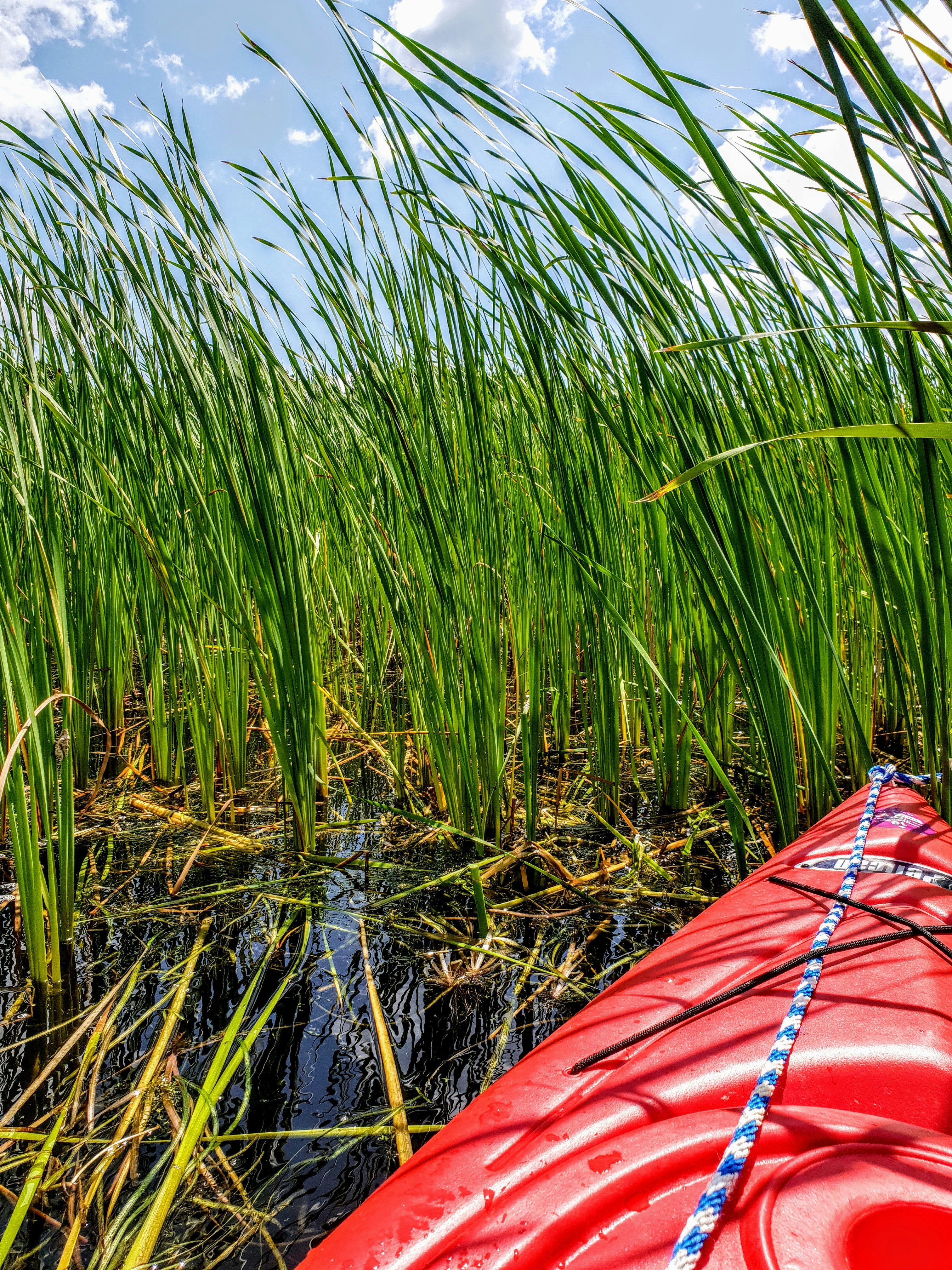 Red Kayak Through a Marsh of Green Reeds Under a Bright Sky