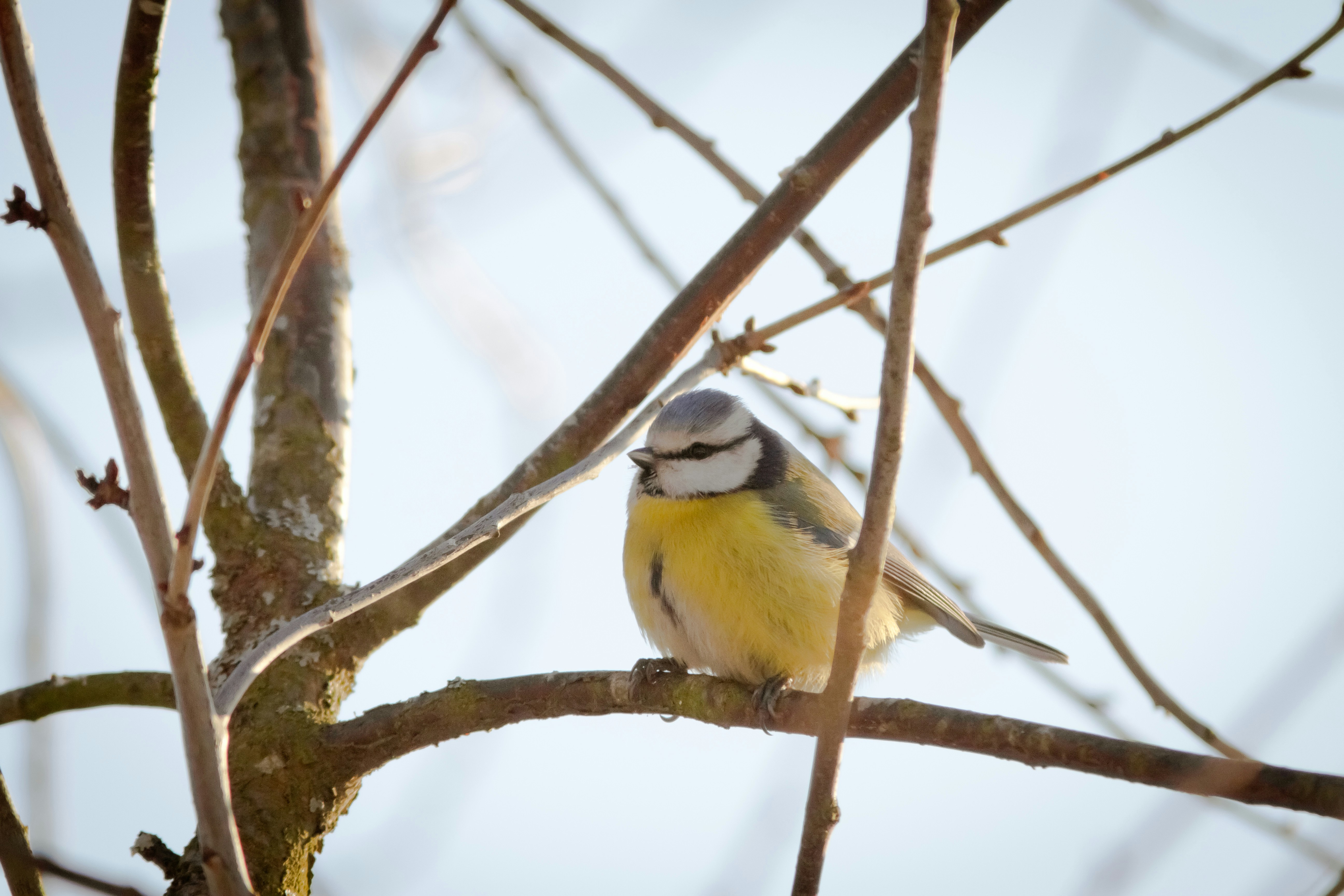 Yellow and black bird on brown tree branch photo – Free Winter Image on ...