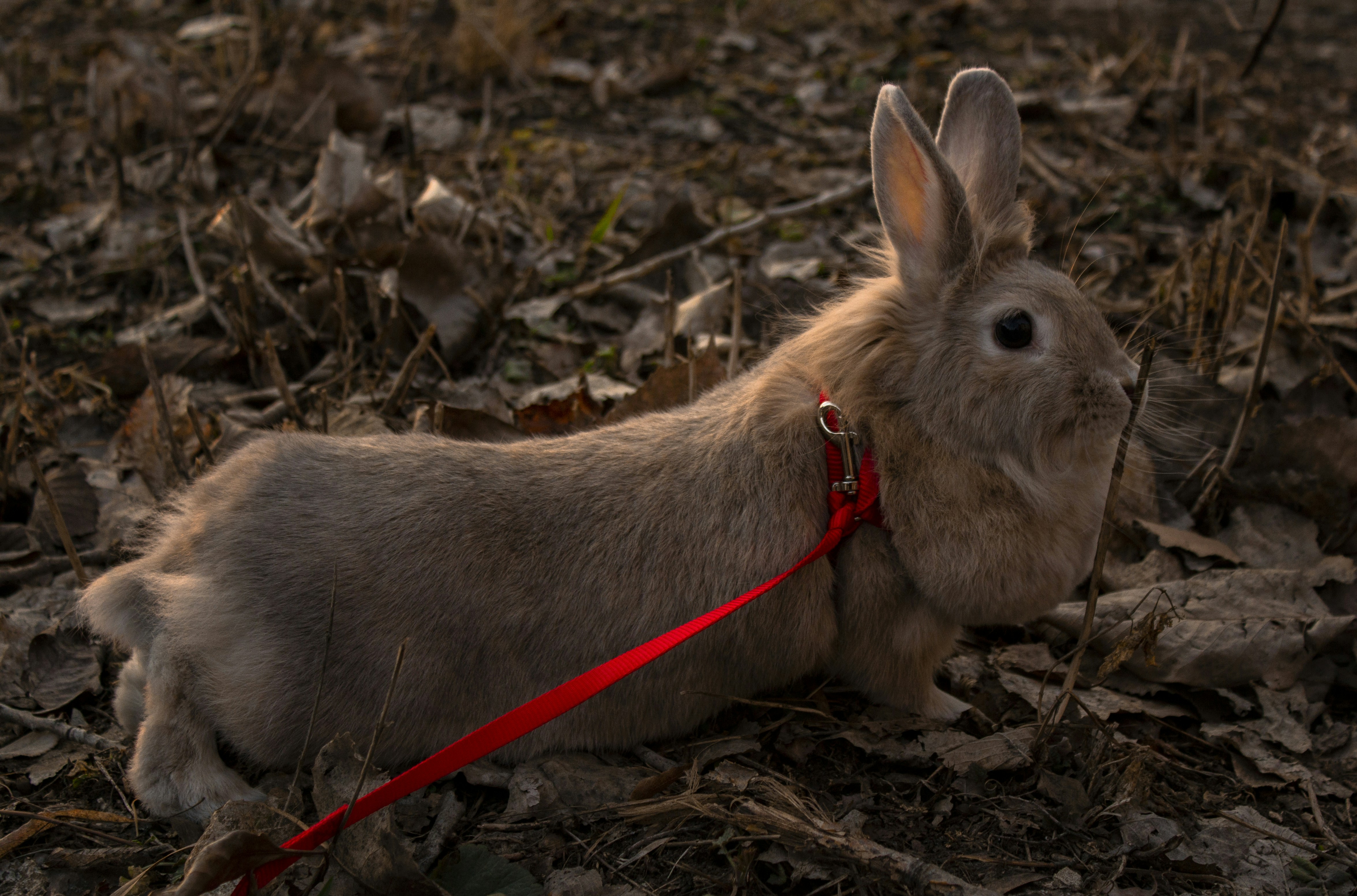 brown rabbit on brown dried leaves
