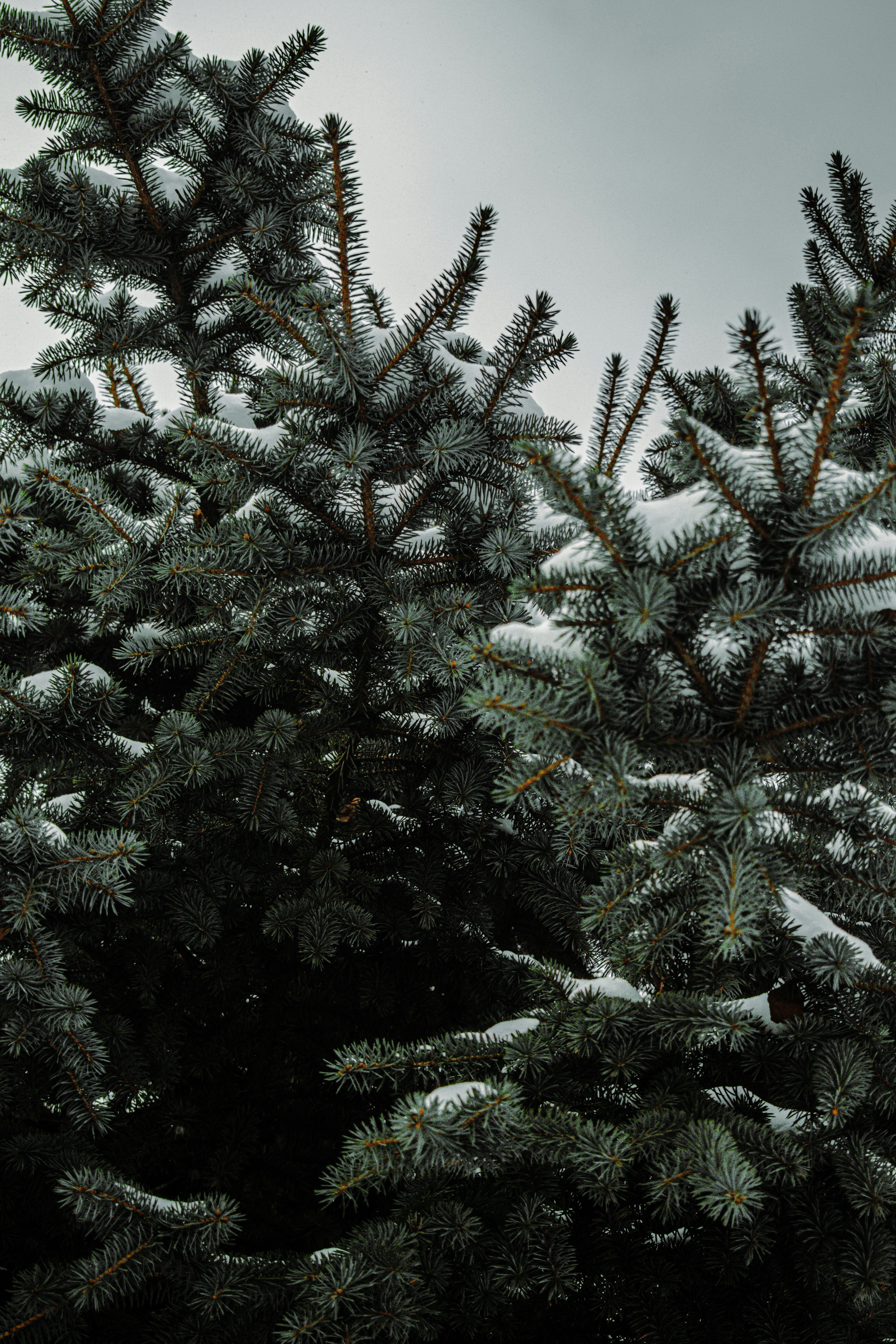 Snow-dusted pine branches stretch against a cloudy sky.