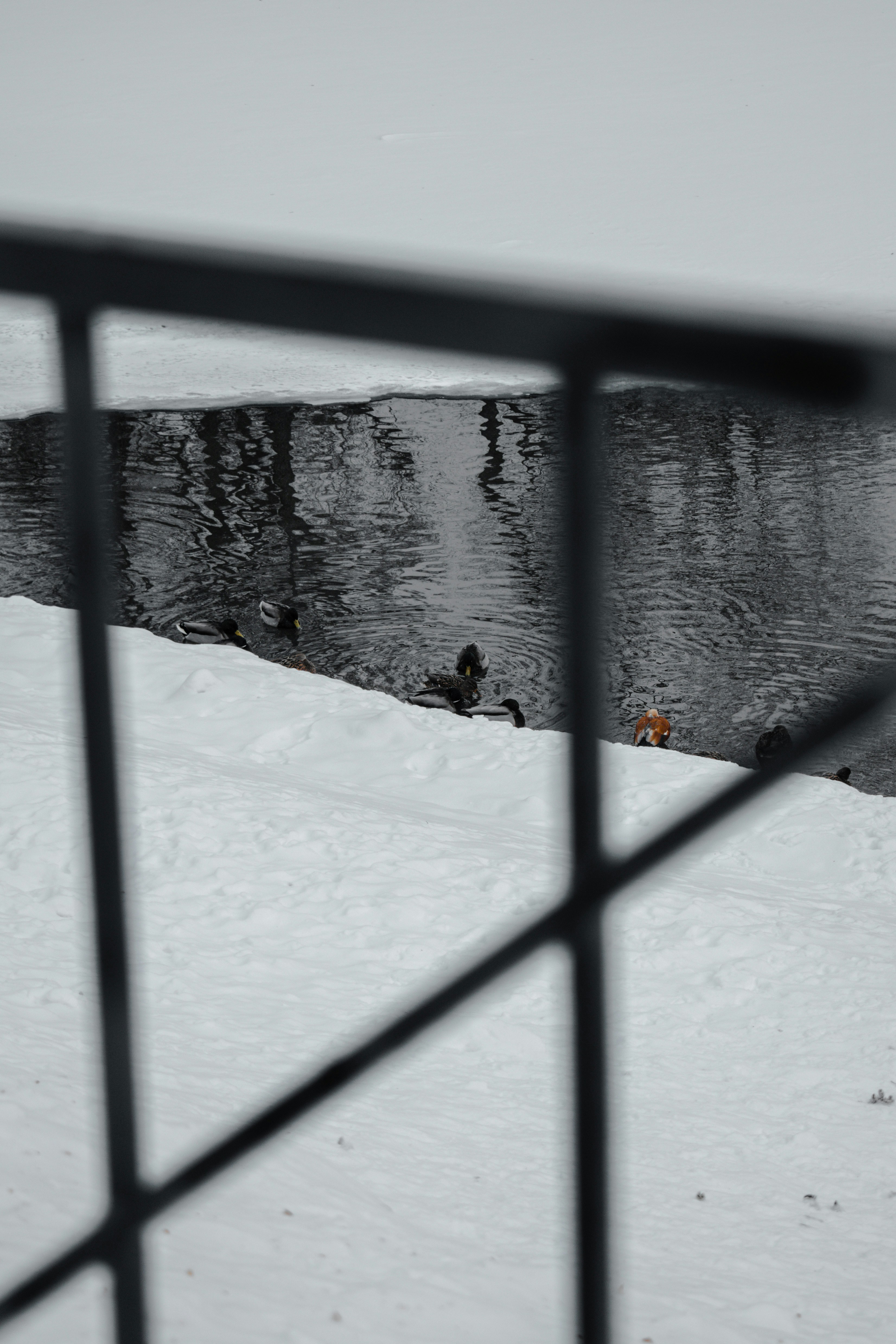 Ducks