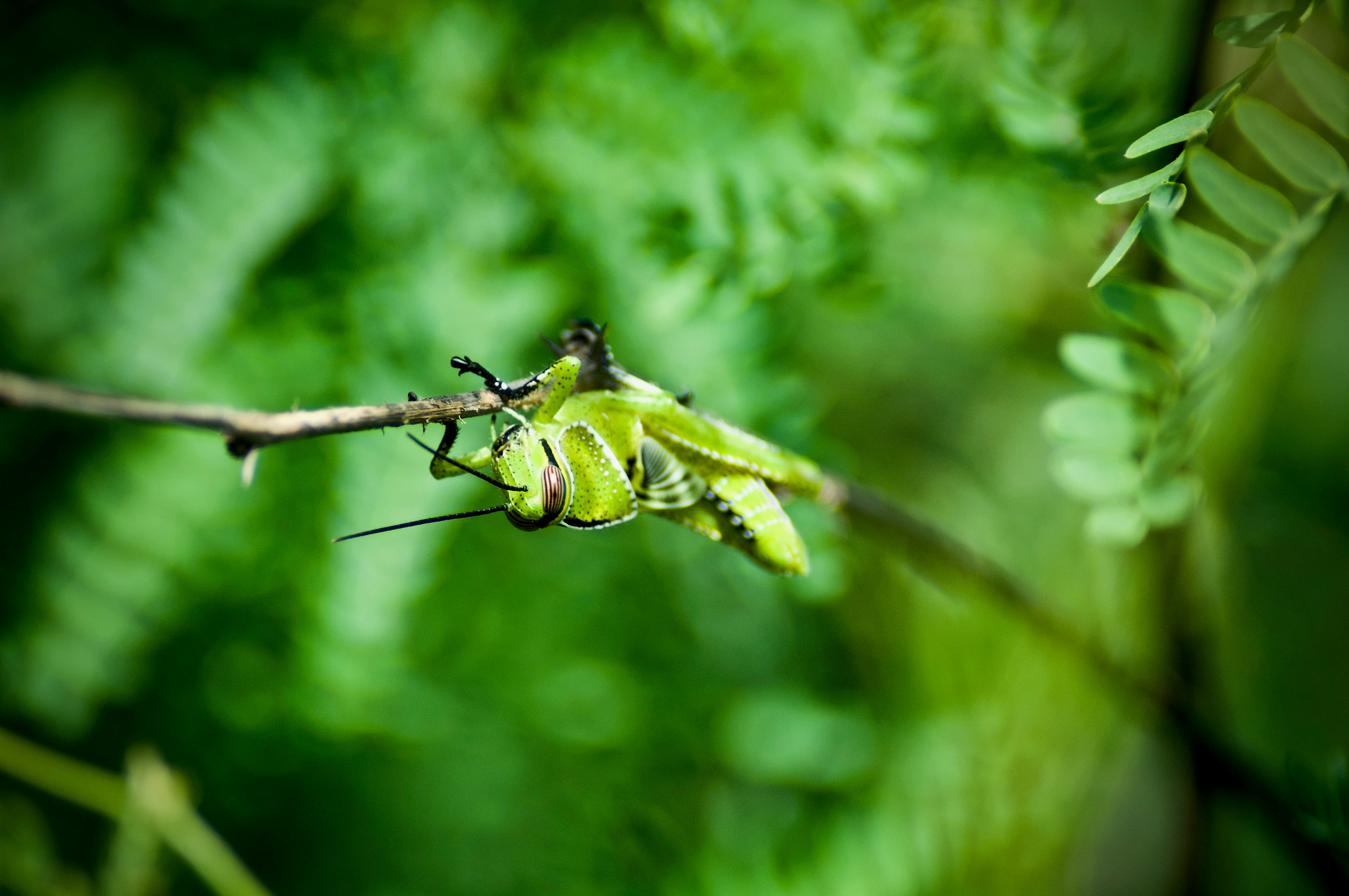 Grasshopper perched on a slender branch amid vibrant green foliage.