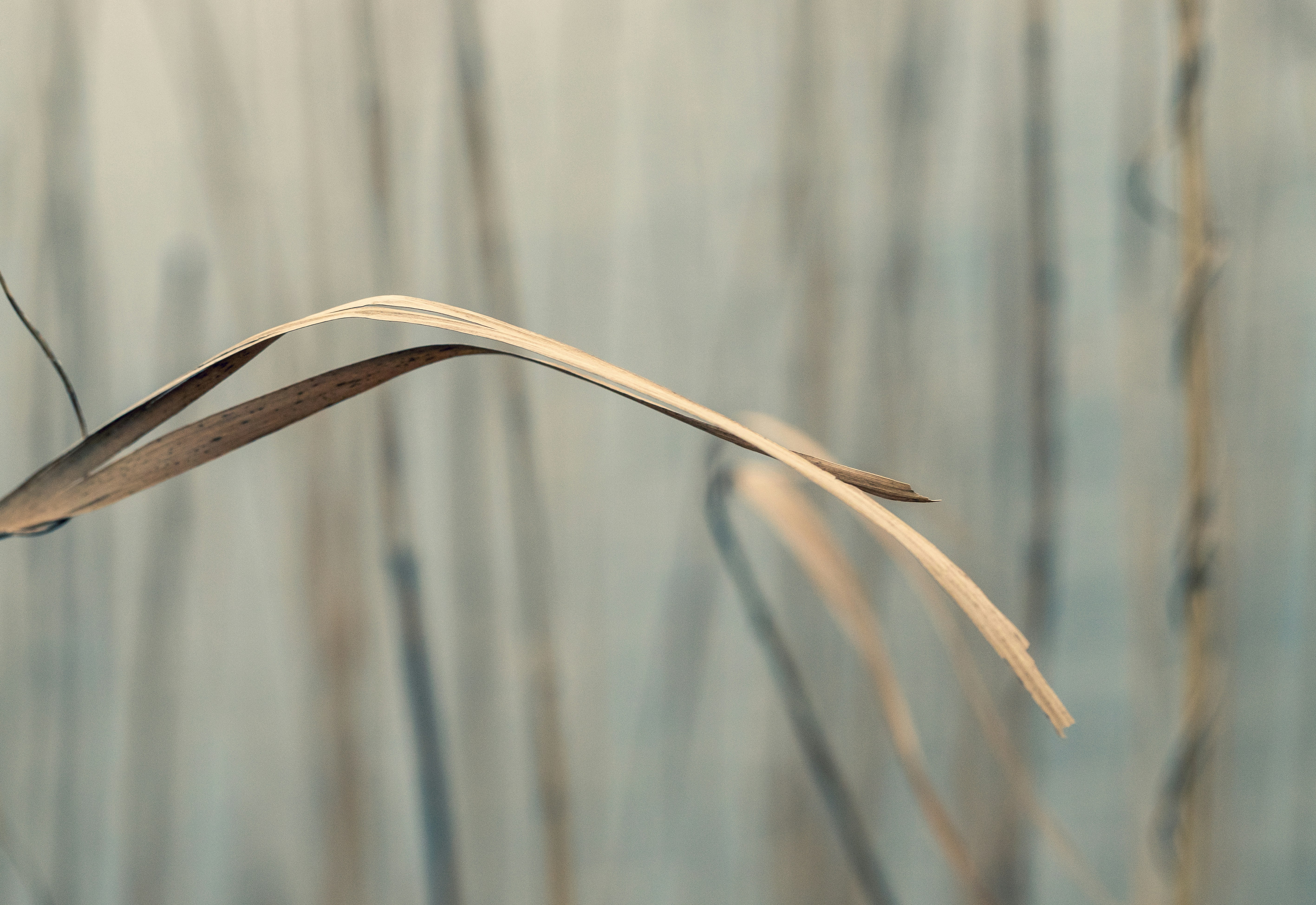 Vertical Angles In Nature