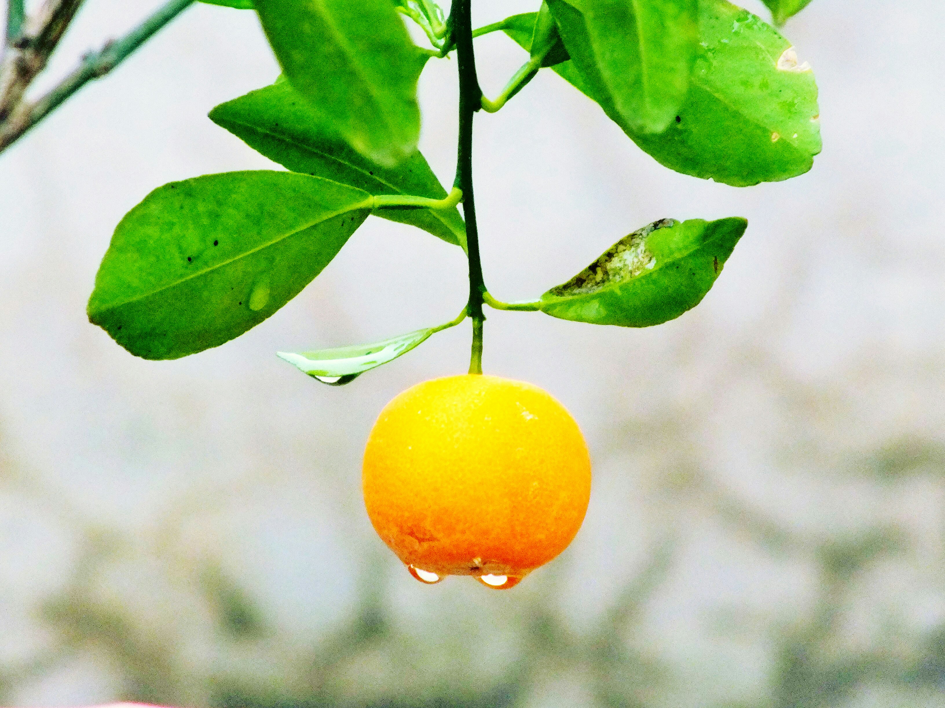Single orange fruit hanging from a green branch, glistening with raindrops. The background features a soft blur, emphasizing the vibrant colors of the fruit and leaves.
