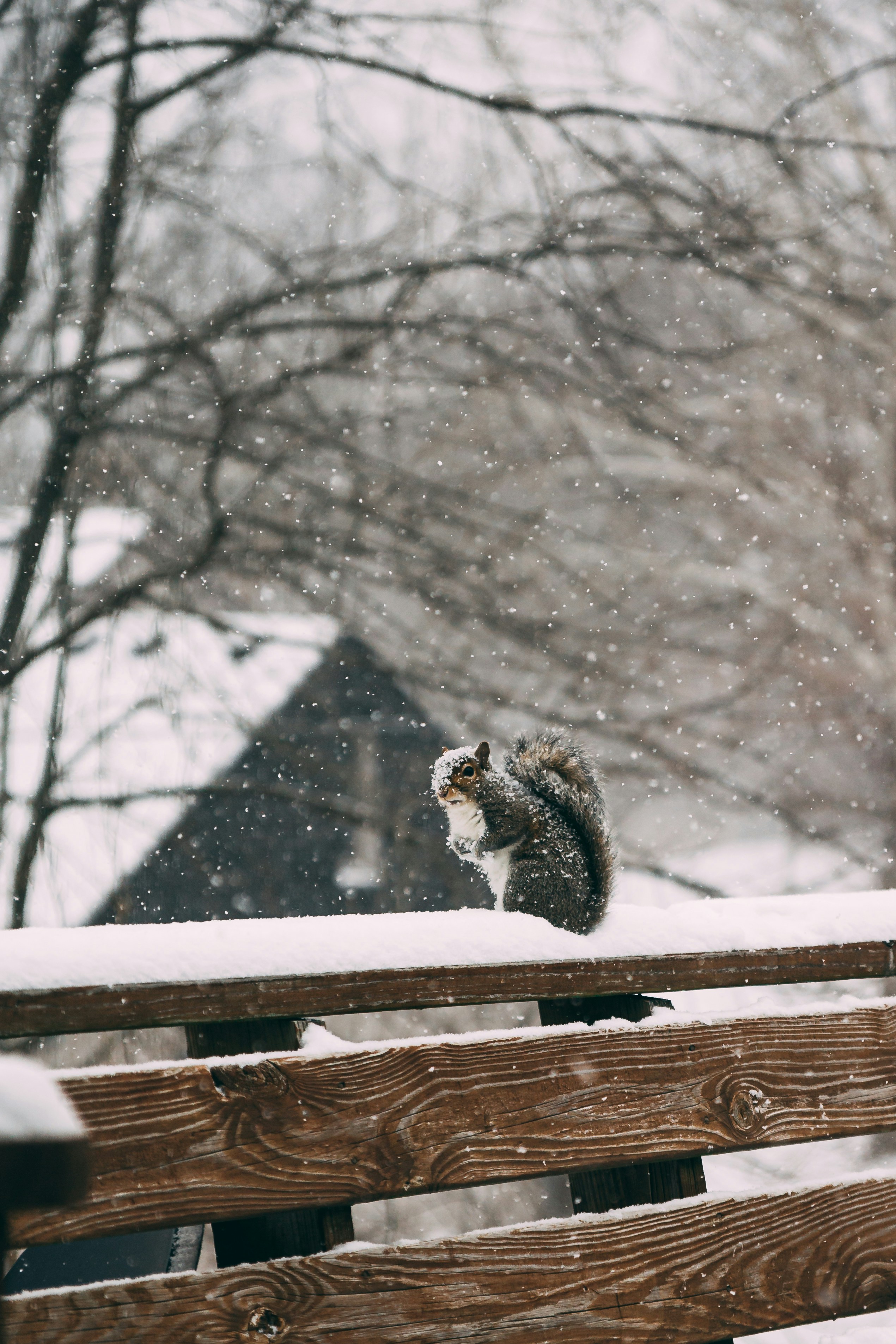 Snow Day Pictures | Download Free Images on Unsplash