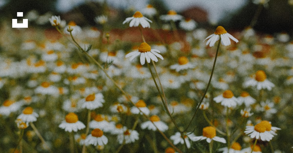 Fleurs de marguerite blanches et oranges photo – Image gratuite de ... Fleurs de marguerite blanches et oranges photo – Image gratuite de ...