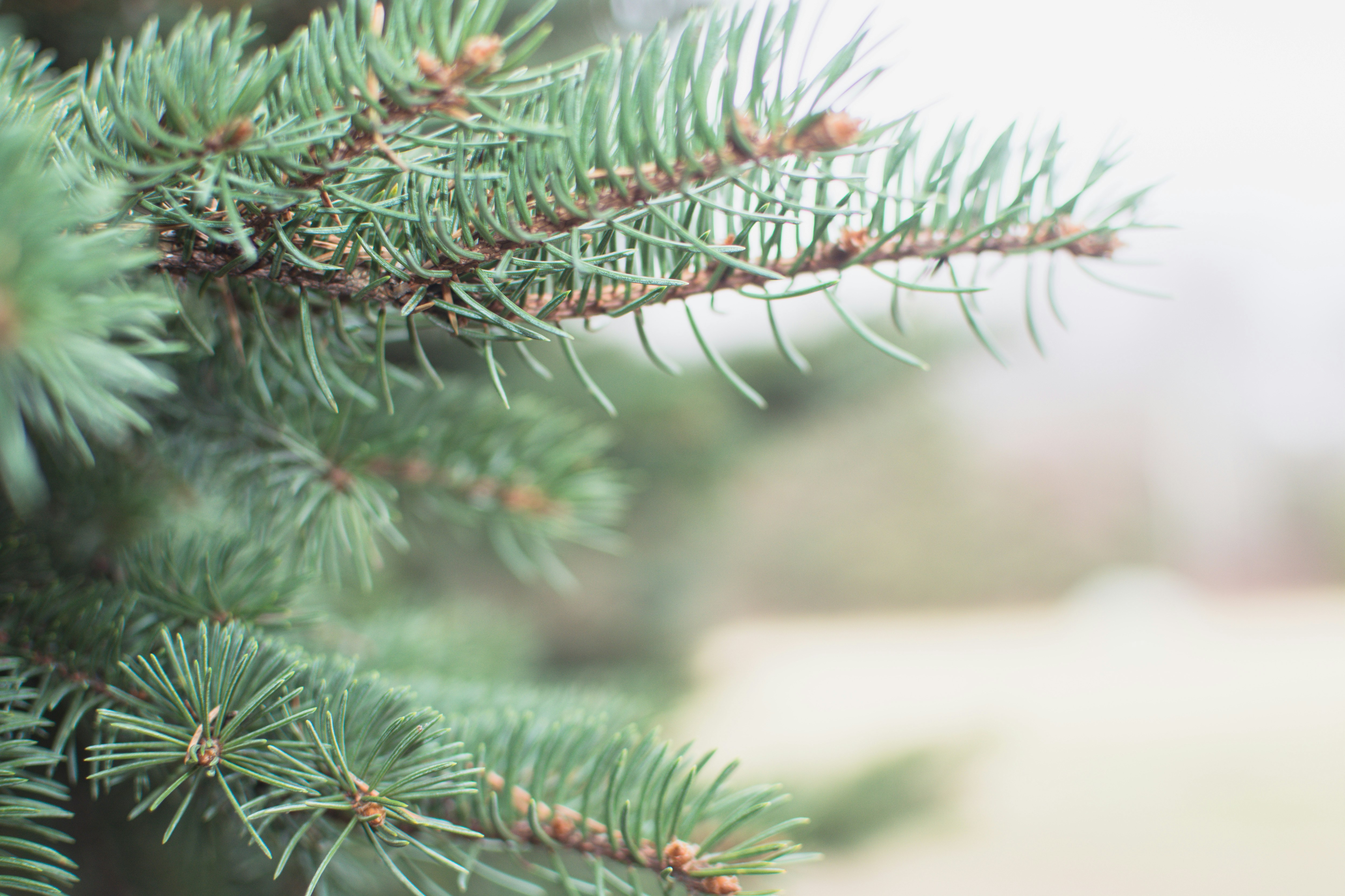 Christmas Tree Landscape Pictures | Download Free Images on Unsplash