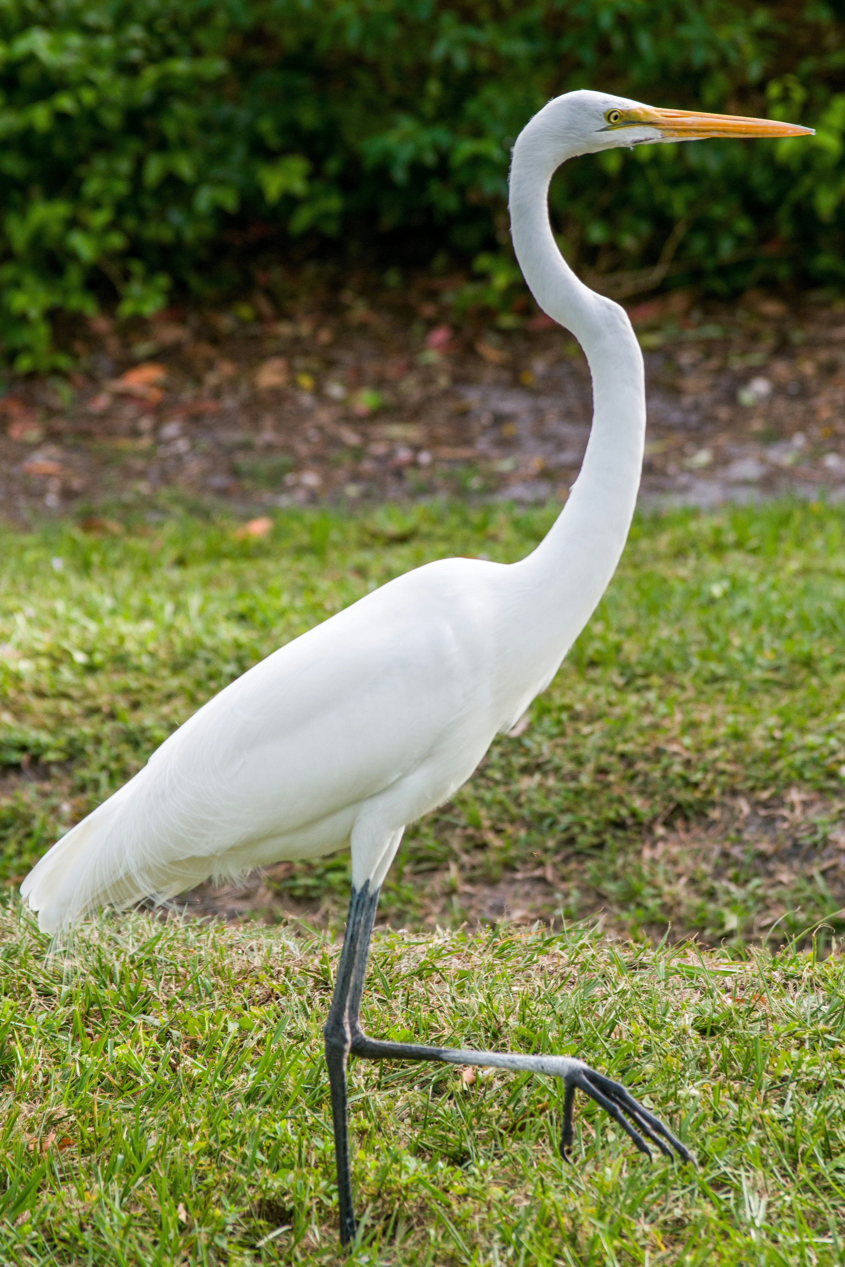 Heron on the Verge: Graceful S-Curve Against a Lush Backdrop