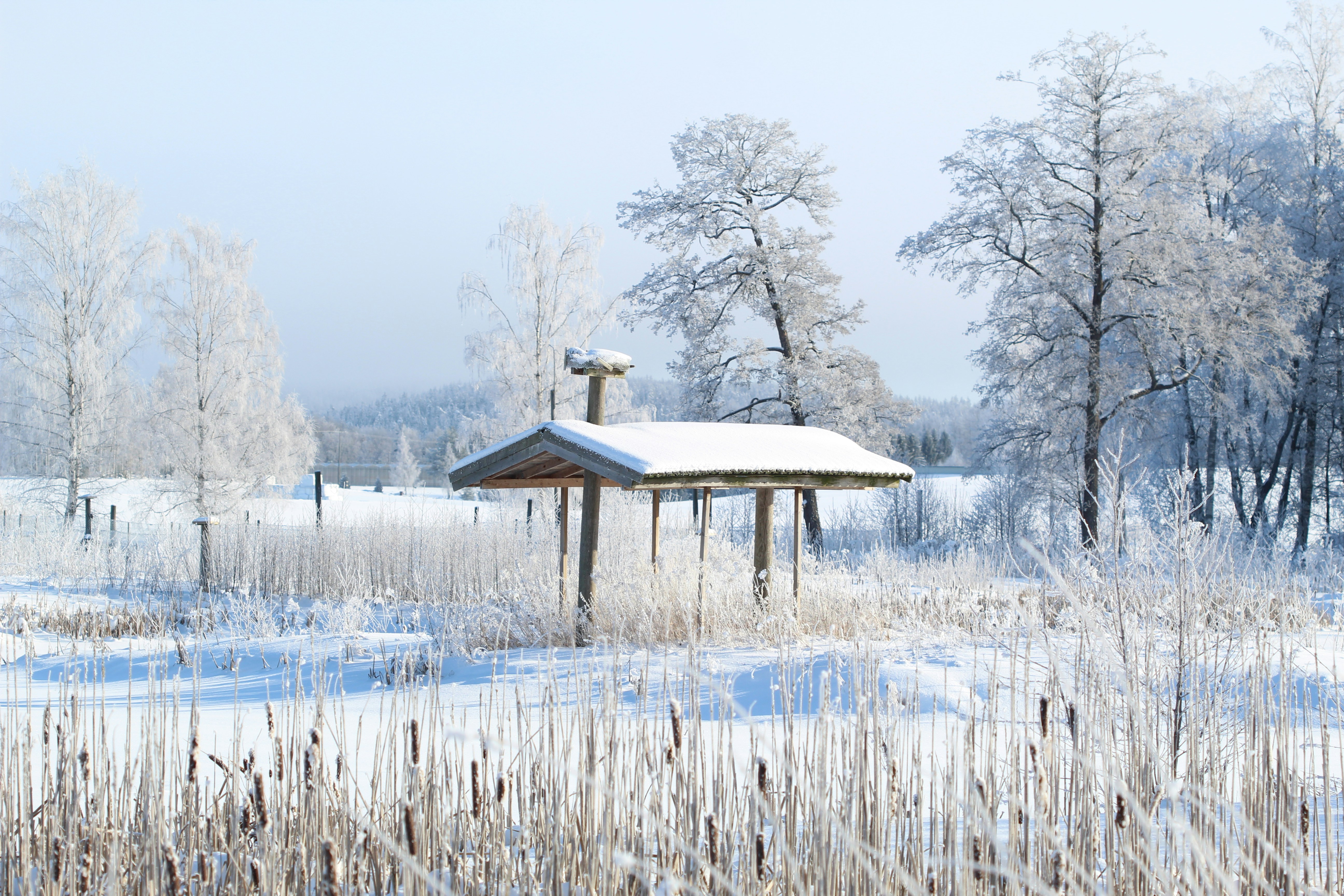 Snow-covered shelter amidst frosty trees and icy reeds under a clear sky.