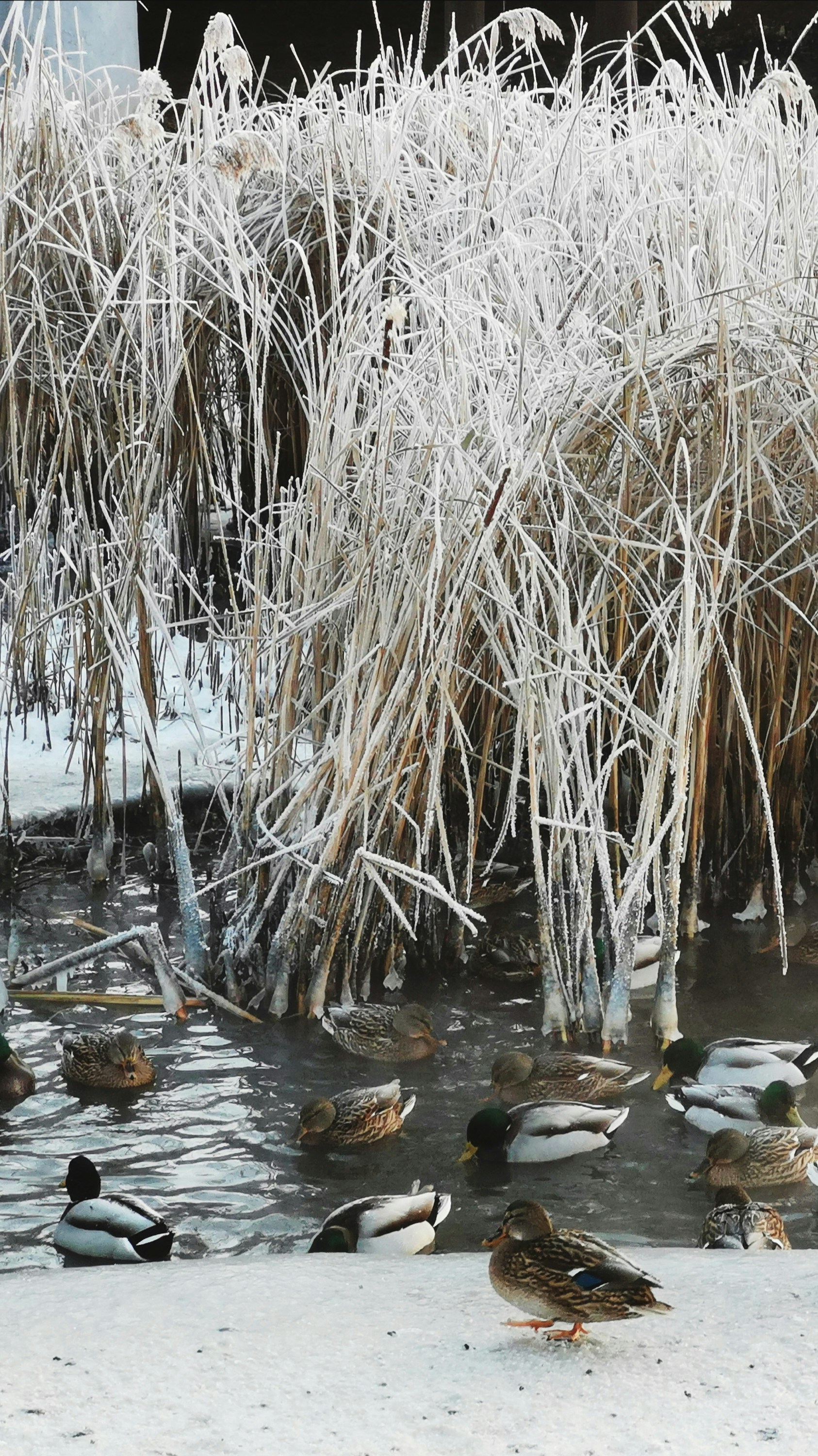 Diverse ducks swimming in a partially frozen pond surrounded by frosted reeds. The scene captures the tranquility of winter wildlife.
