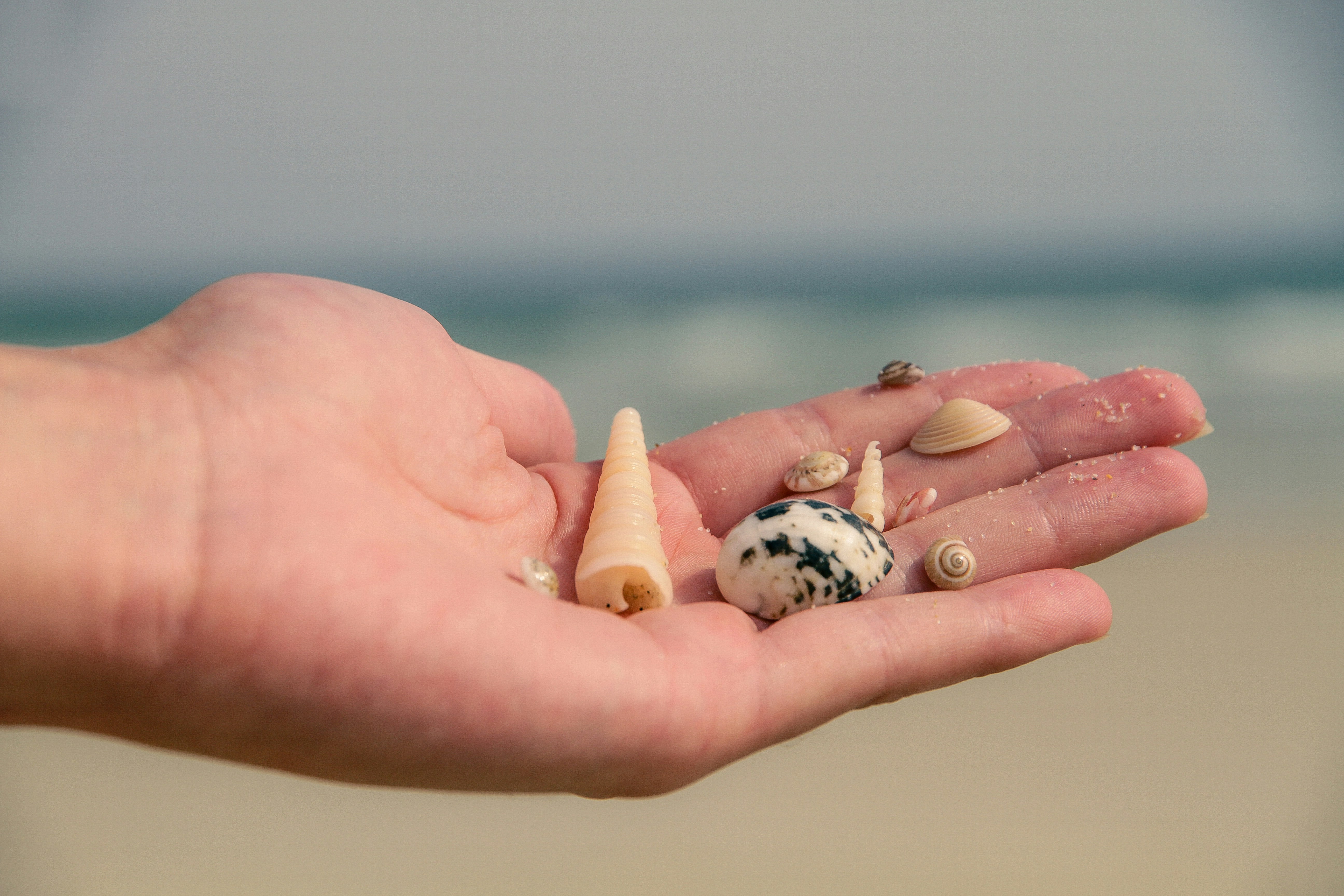 Hand holding various seashells against a blurred beach backdrop.