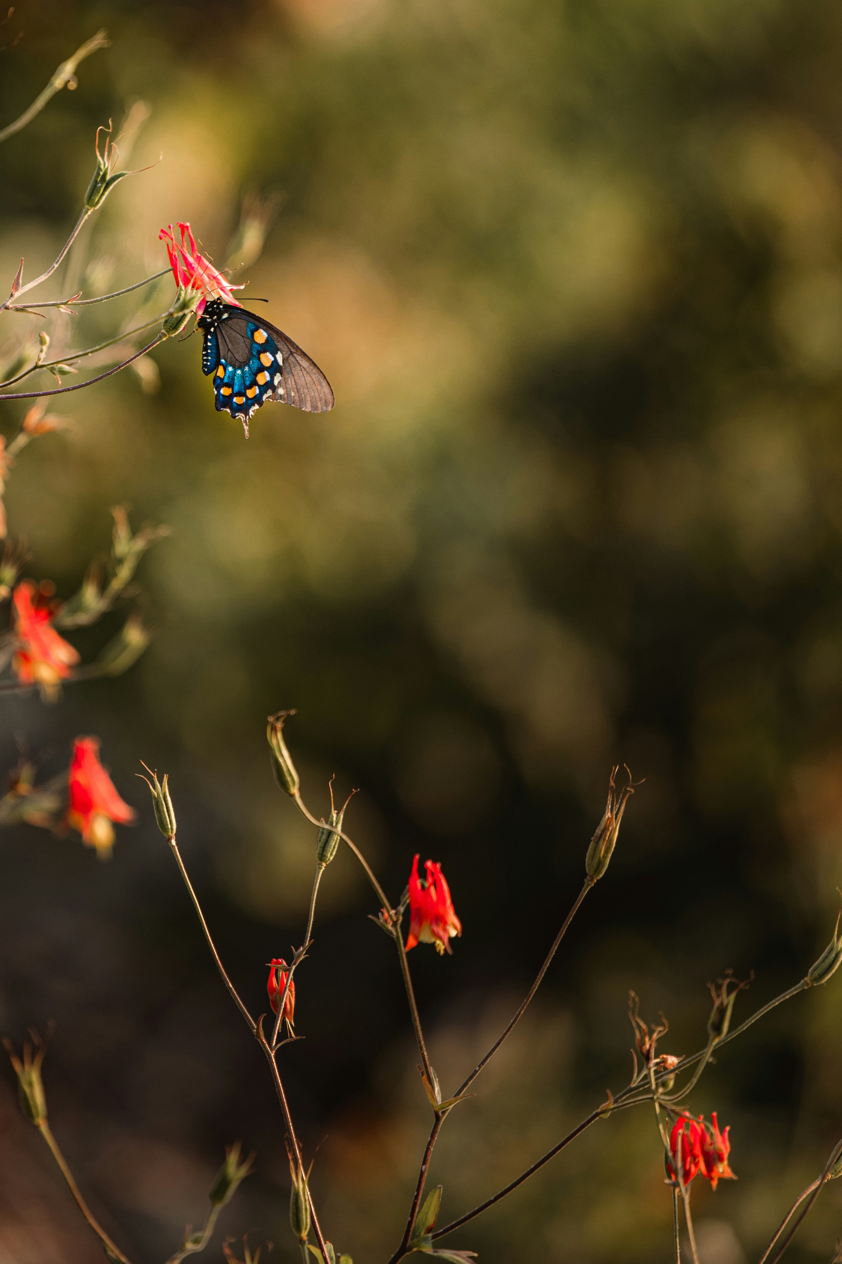 Azure-spotted butterfly on a crimson bloom at golden hour