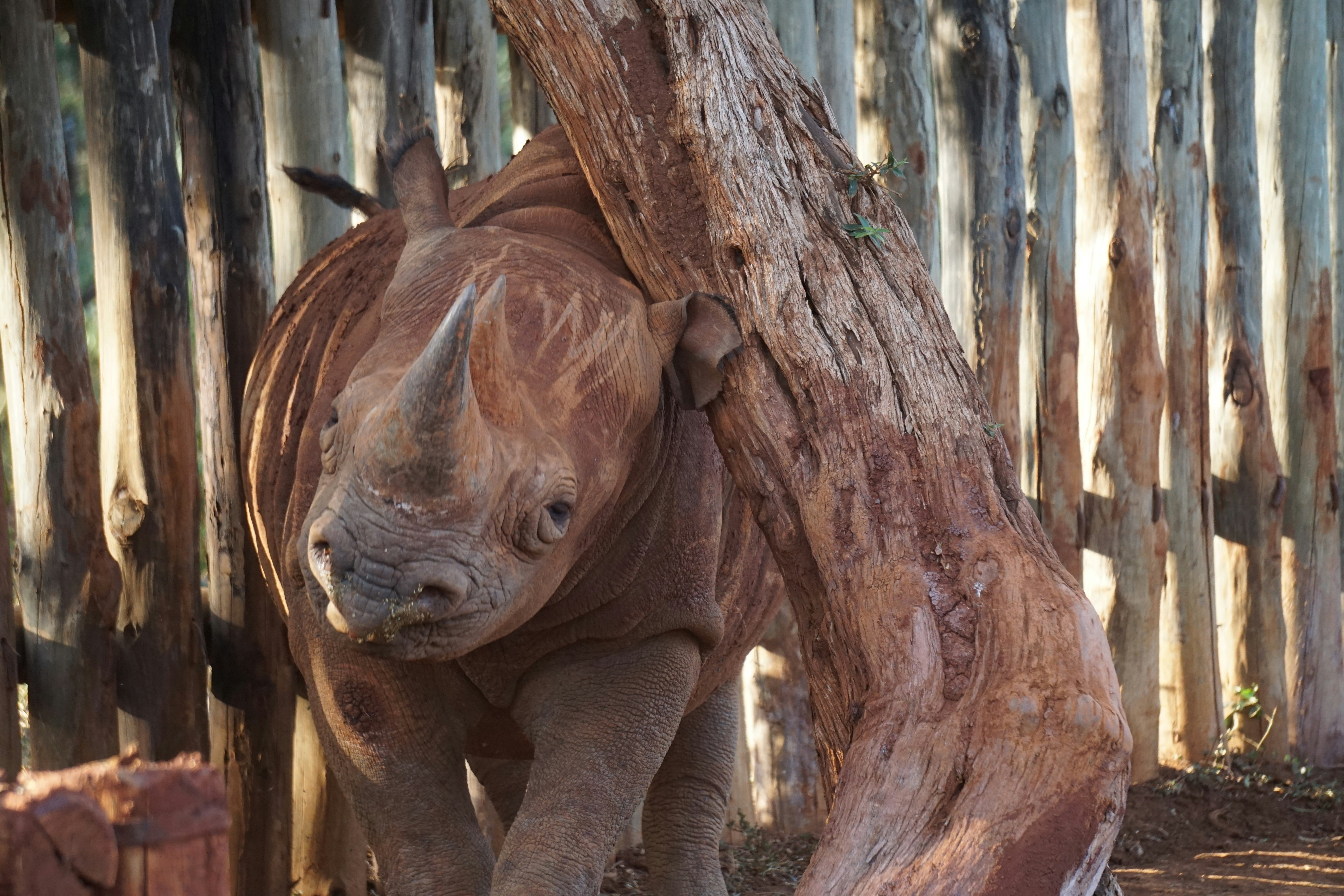 Brown rhinoceros on brown tree trunk photo – Free Rhino Image on Unsplash